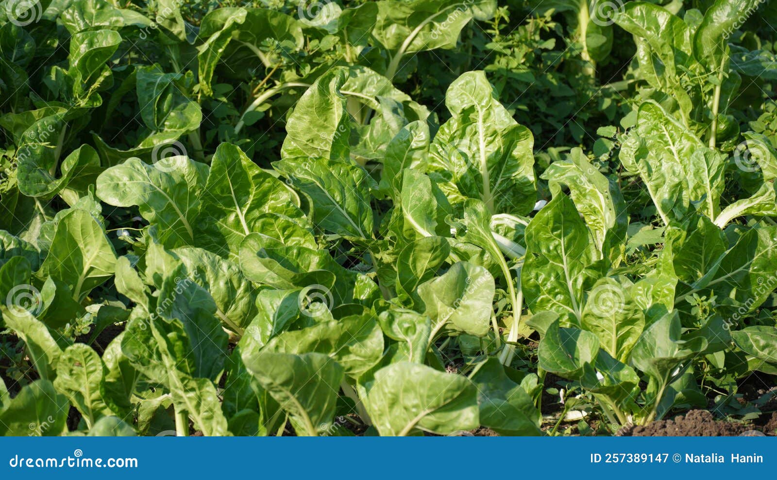 Image of Silverbeet Field. Silverbeet or Swiss Chard Growing in ...
