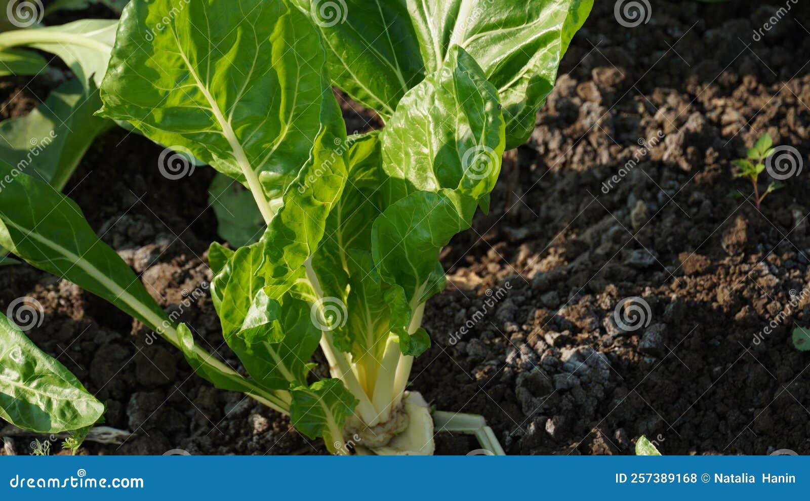 Image of Silverbeet Field. Silverbeet or Swiss Chard Growing in ...
