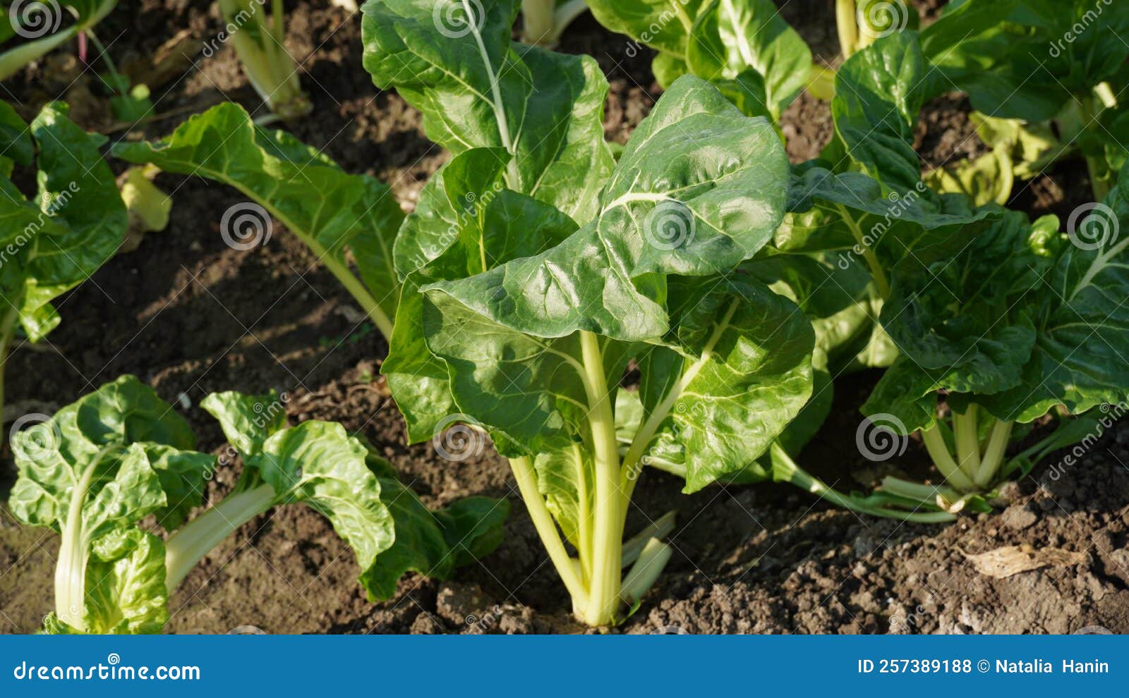 Image of Silverbeet Field. Silverbeet or Swiss Chard Growing in ...