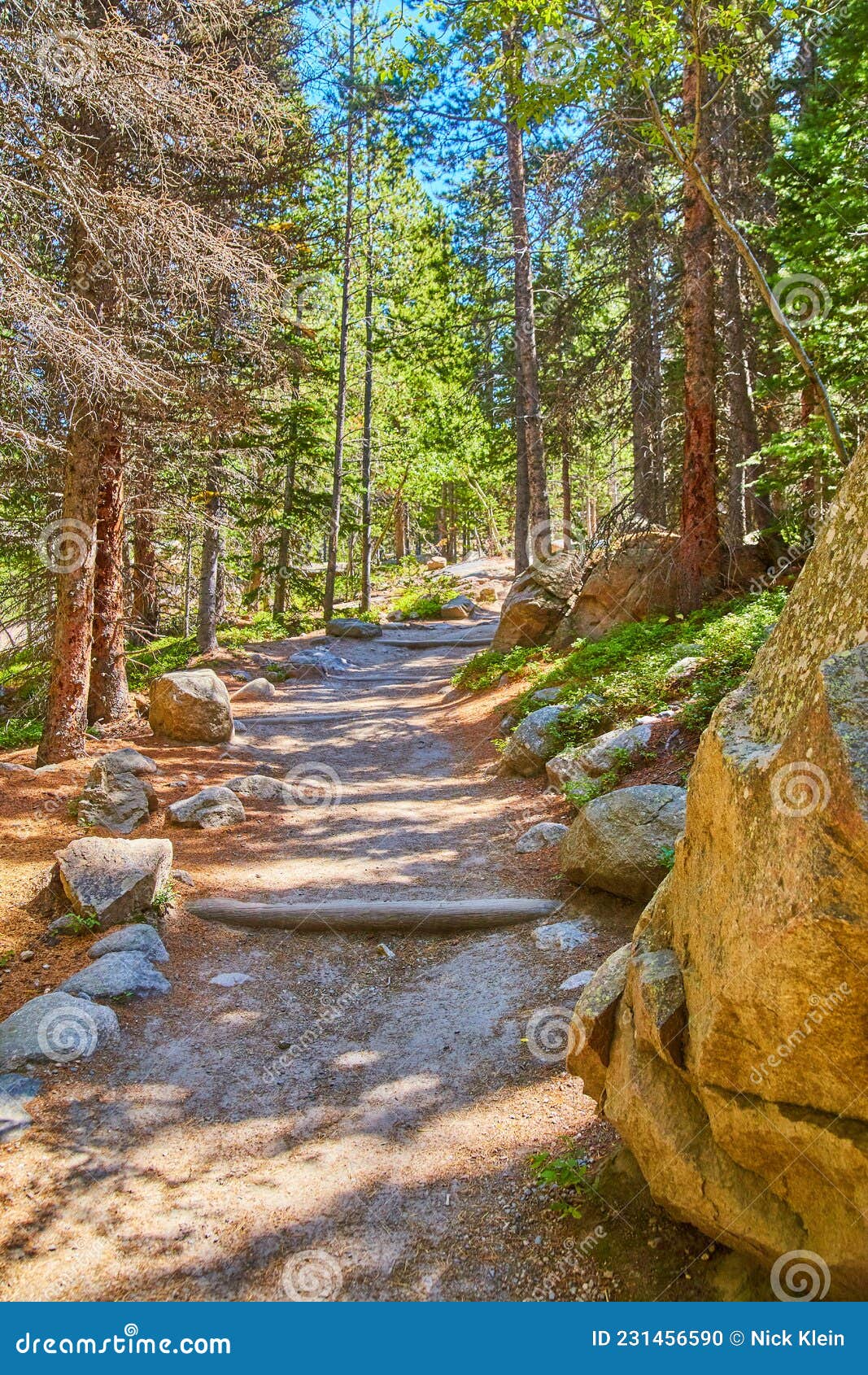 Simple Trail Path through Pine Trees with Steps and Stone Guides Stock ...