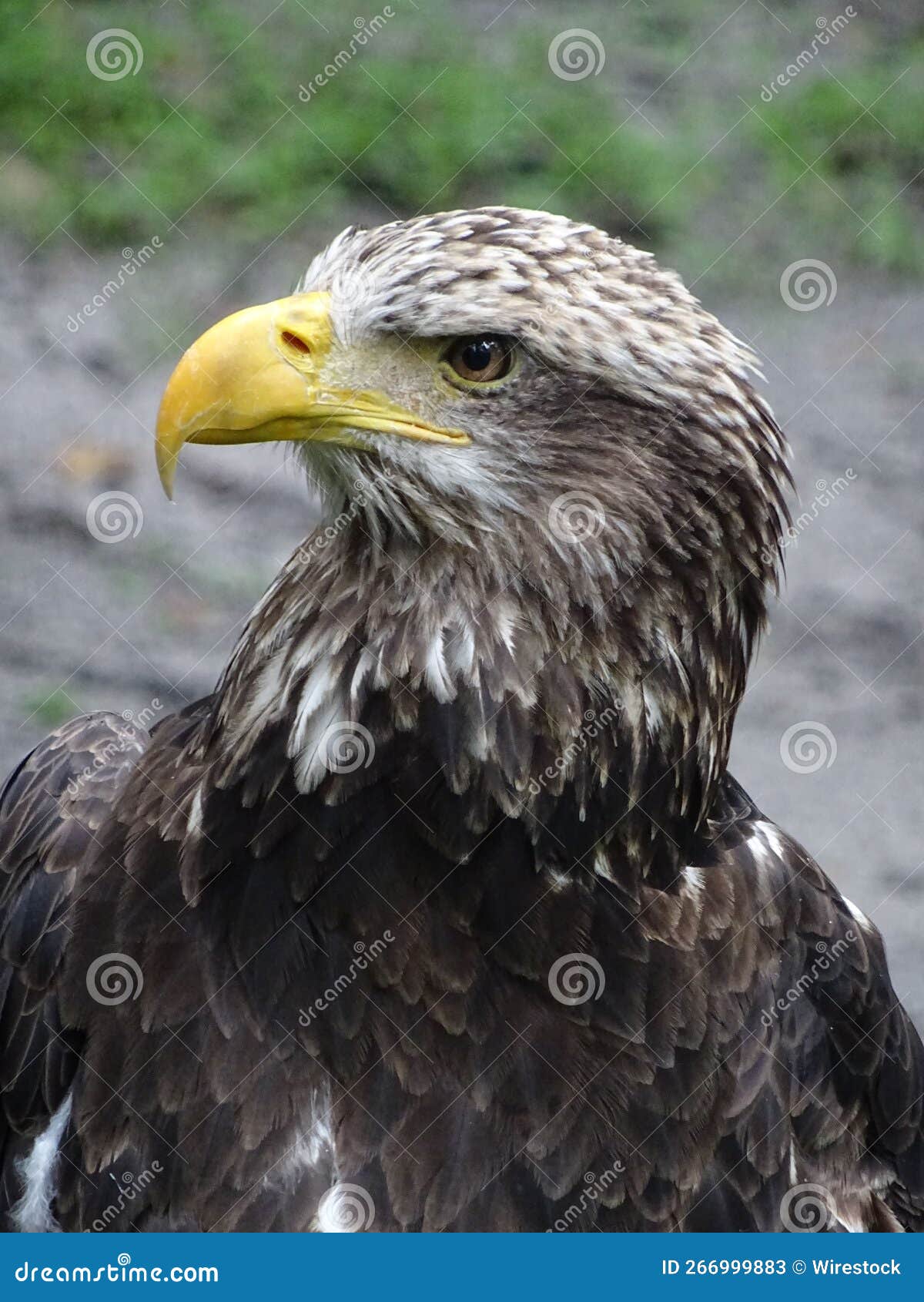 Image of a Single Brown White-tailed Eagle with Yellow Beak. Stock ...