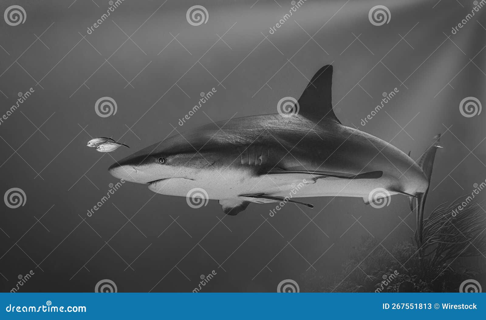 Image of a Single Bull Shark Swimming in the Water in Back and White ...