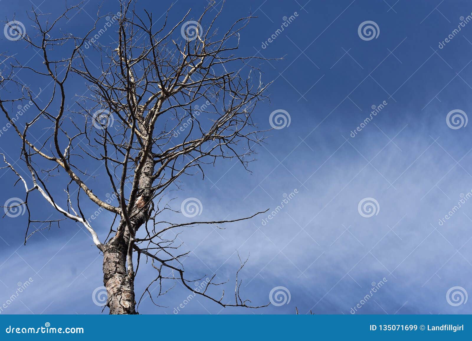 Single Dead Tree stock image. Image of white, spring - 135071699