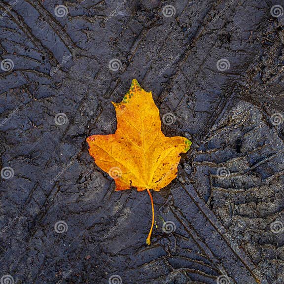 An Image of Single Fallen Leaf on Ground Stock Photo - Image of ...