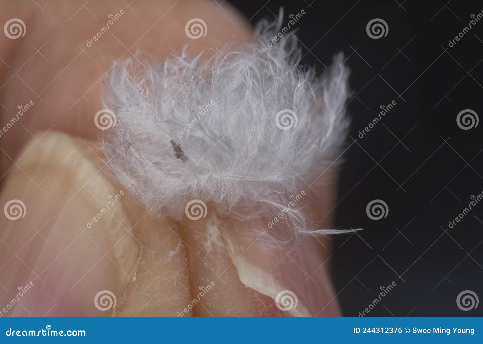 A Single Fine White Bird Down Feather Stock Photo - Image of flight ...