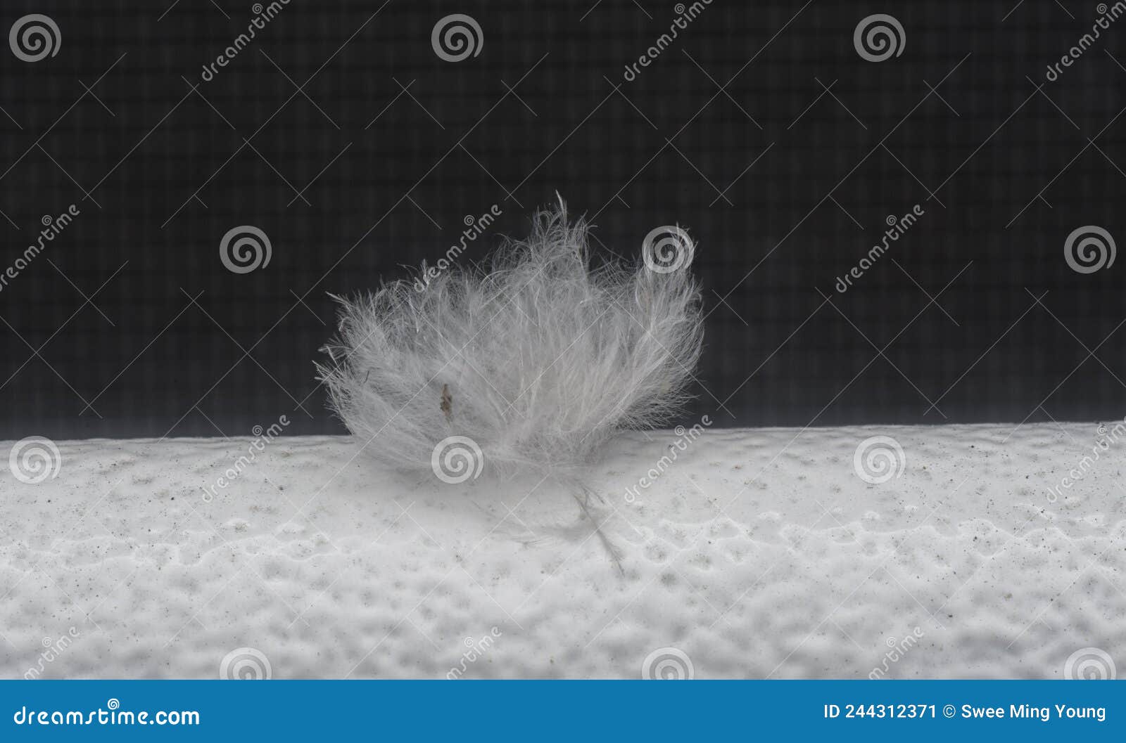 A Single Fine White Bird Down Feather Stock Image - Image of bird ...