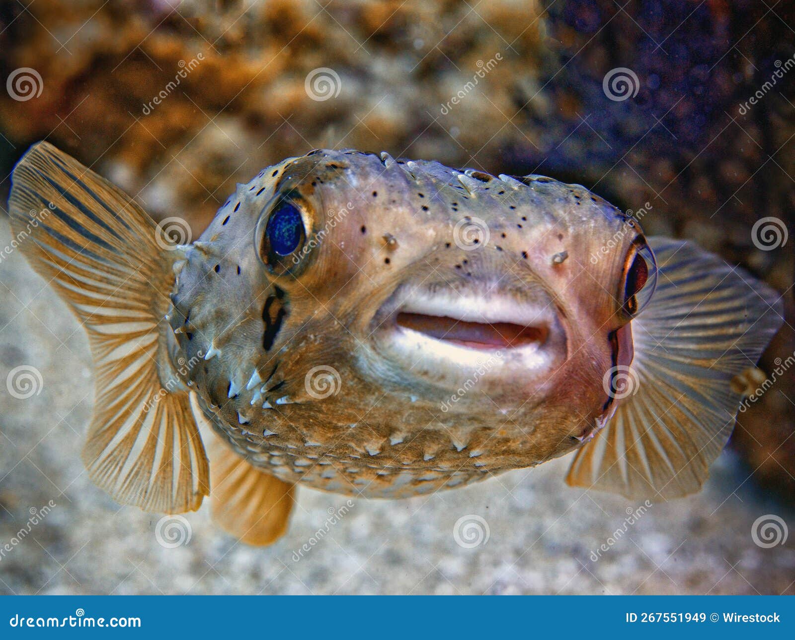Image of a Single Fugu Fish Swimming in the Water. Stock Image - Image ...