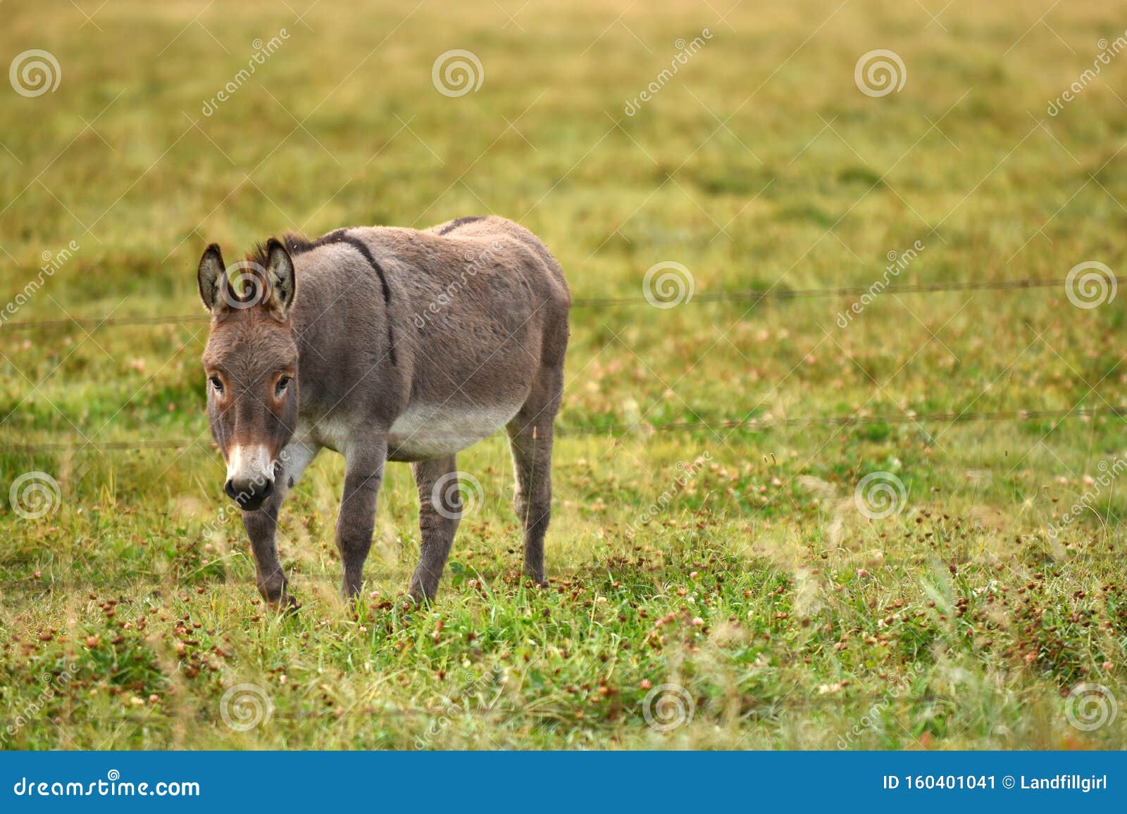 Grey Donkey Stock Photos - Download 2,511 Royalty Free Photos