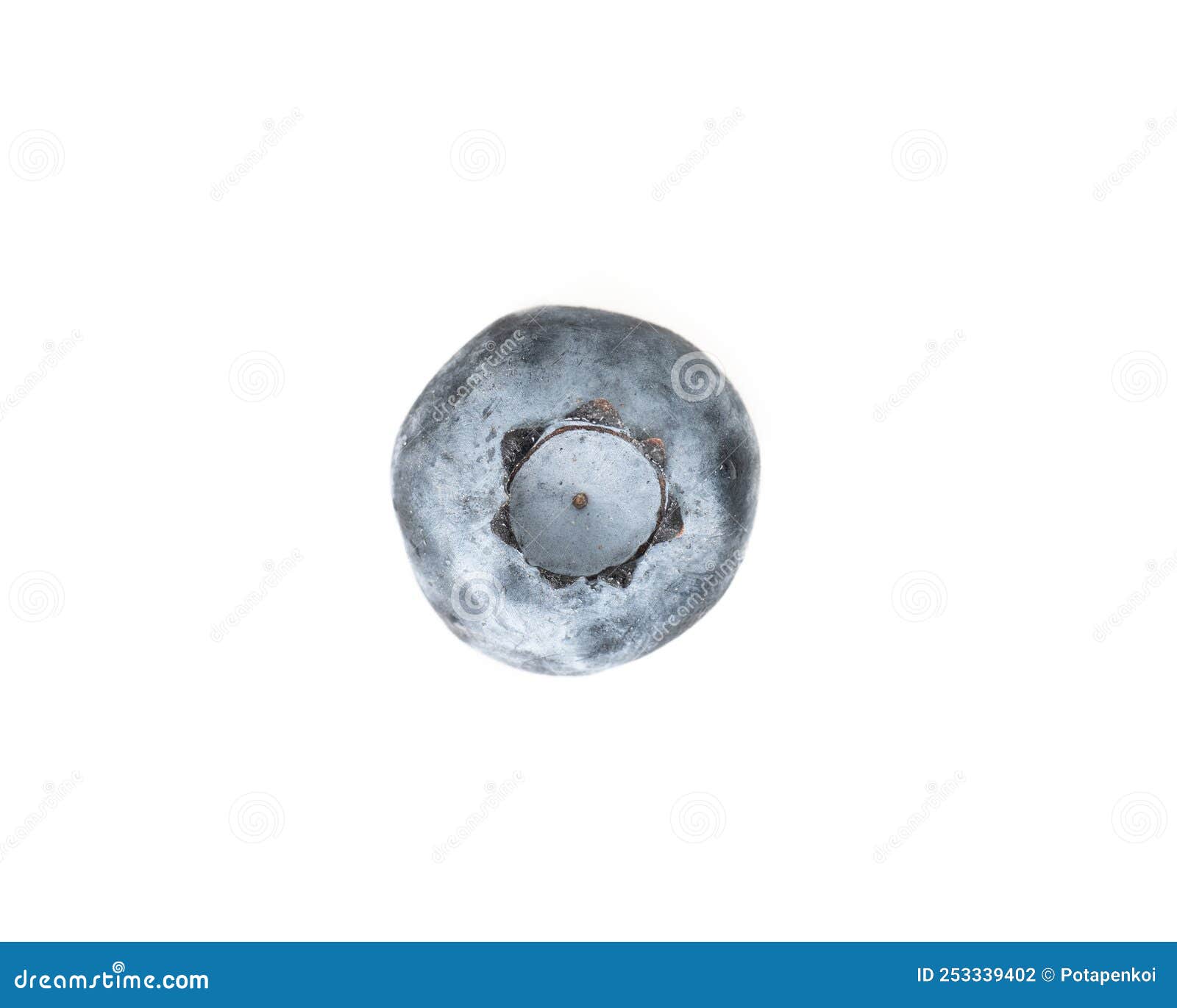 Image of Single Isolated Blueberry Stock Photo - Image of blueberry ...