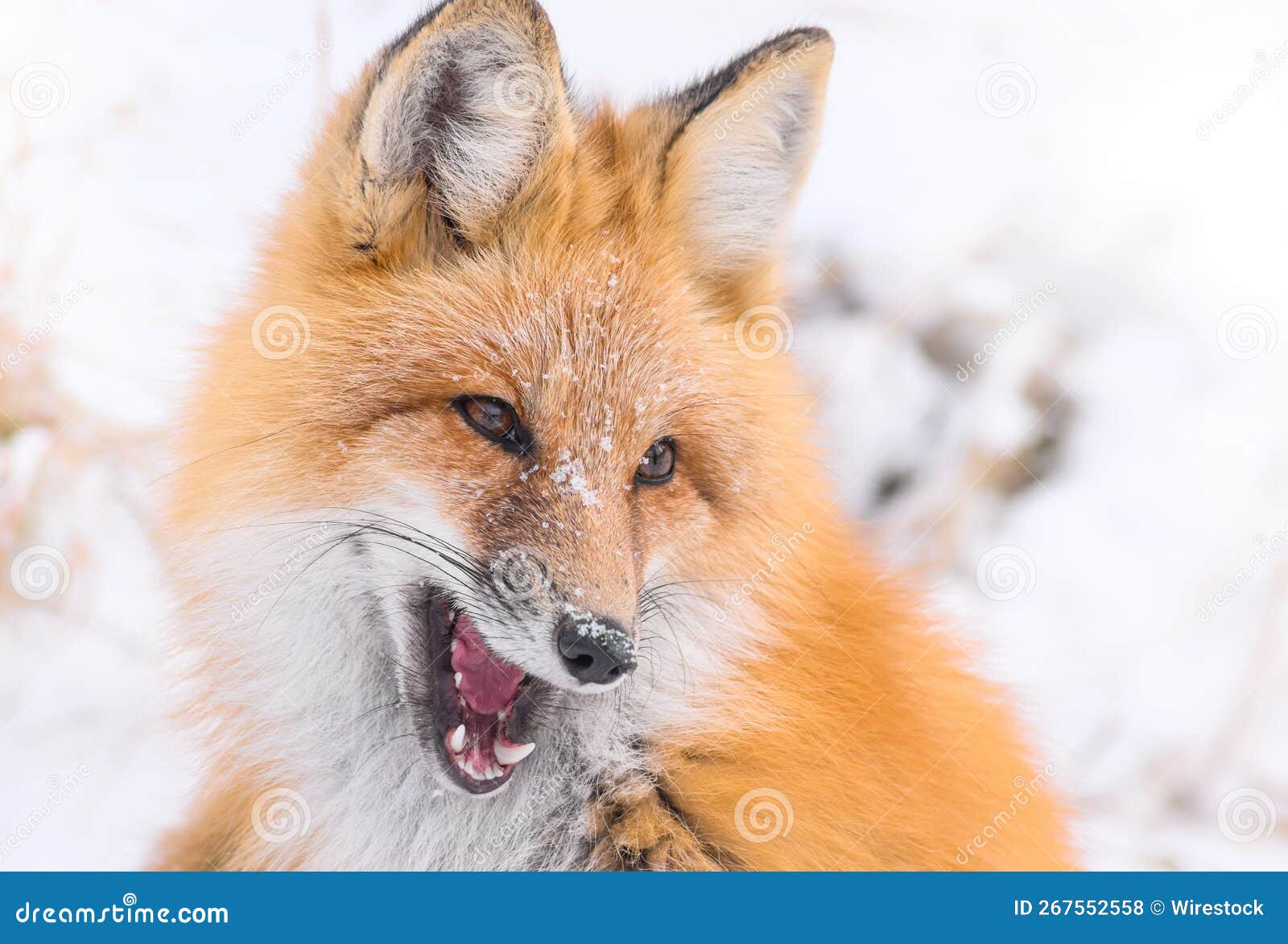 Image of a Single Orange Fox with an Open Mouth Standing in the Snow ...