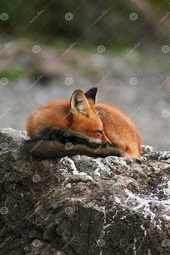 Image of a Single Orange Sleeping Fox on the Rocks. Stock Photo - Image ...