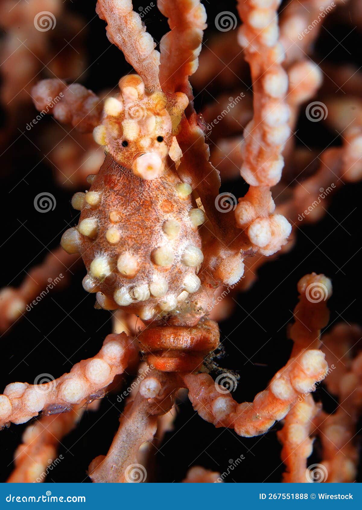 Image of a Single Pygmy Seahorse in the Water. Stock Photo - Image of ...