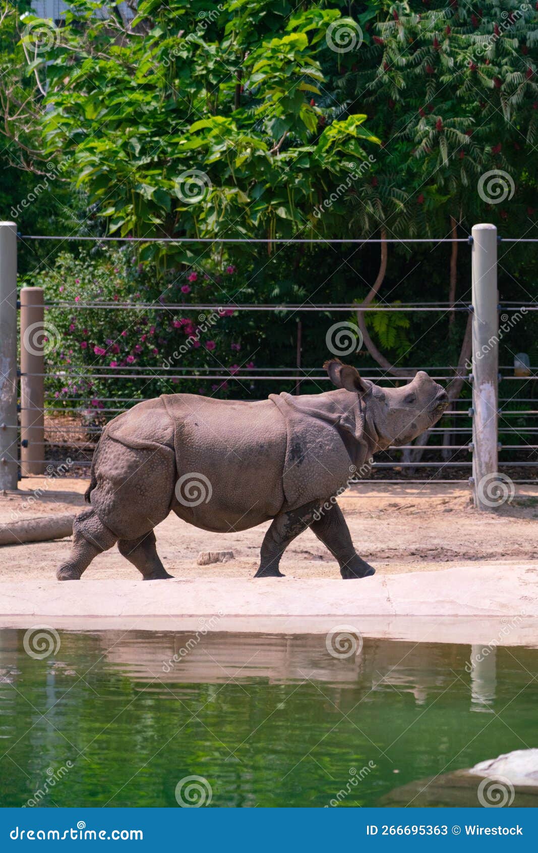 Image of a Single Rhino Walking in the Zoo. Stock Image - Image of ...
