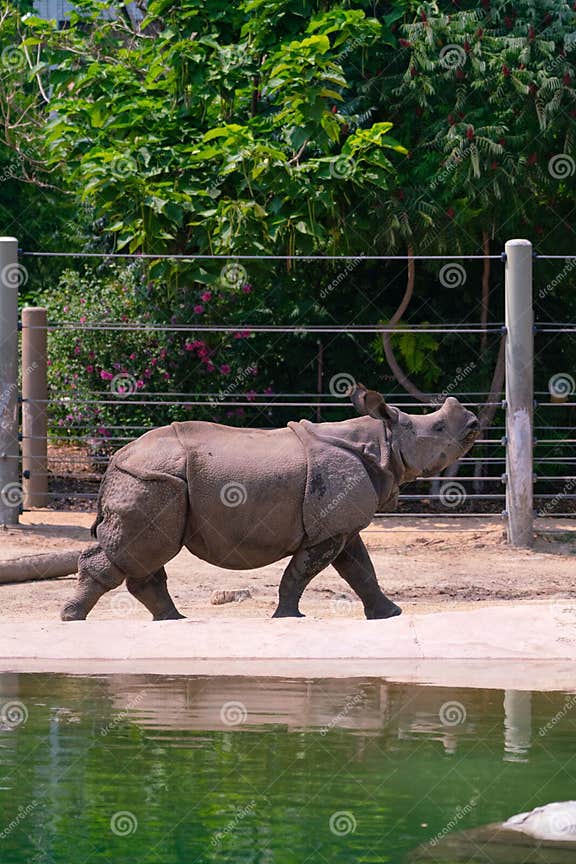 Image of a Single Rhino Walking in the Zoo. Stock Image - Image of ...
