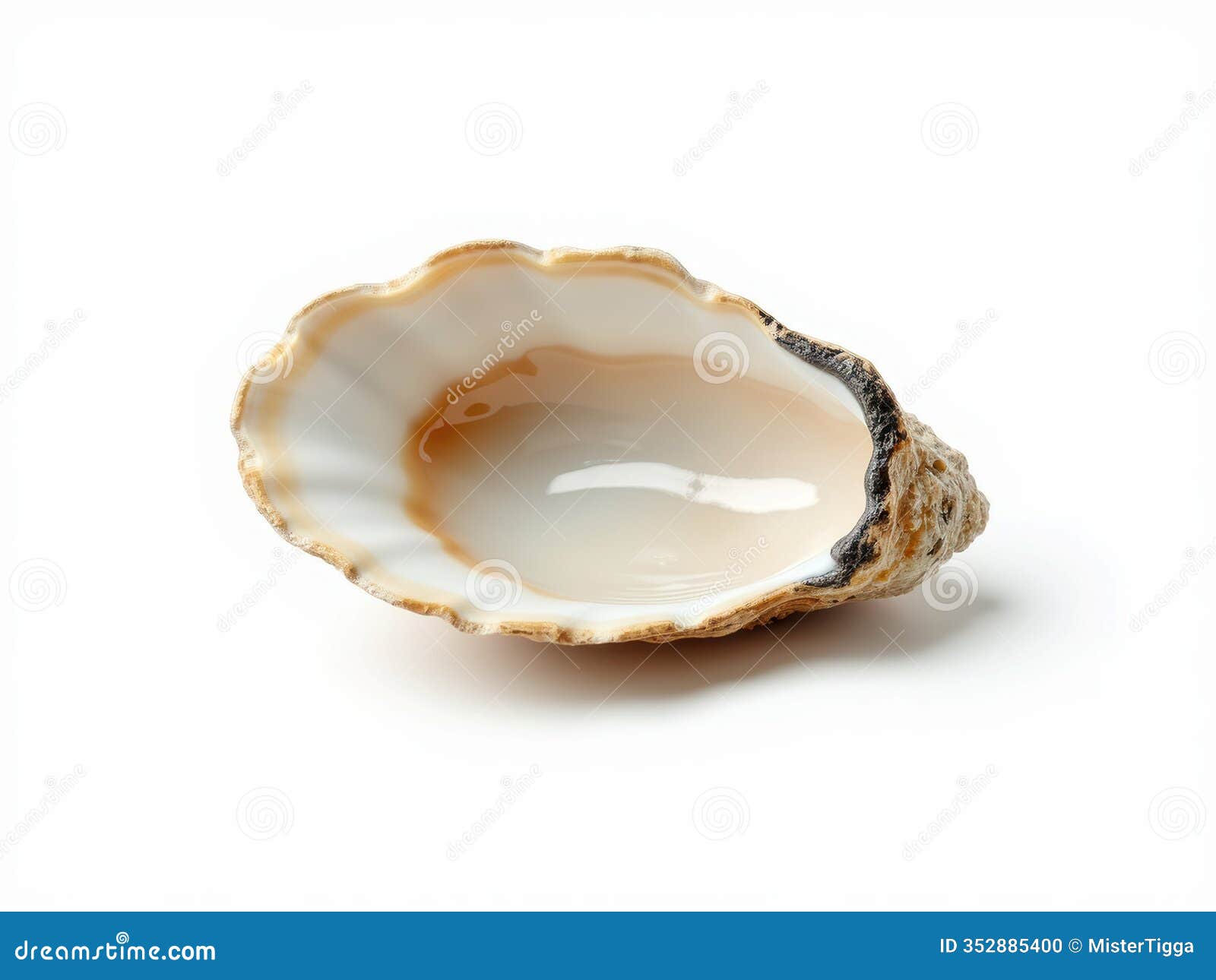 Image of a Single Spiral Seashell with Iridescent Nacre Layers, Placed ...