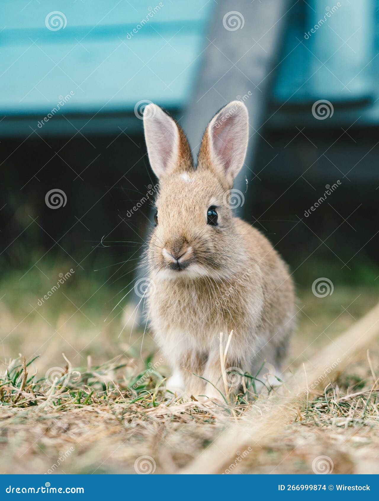 Image of a Single Standing Rabbit on the Grass. Stock Photo - Image of ...
