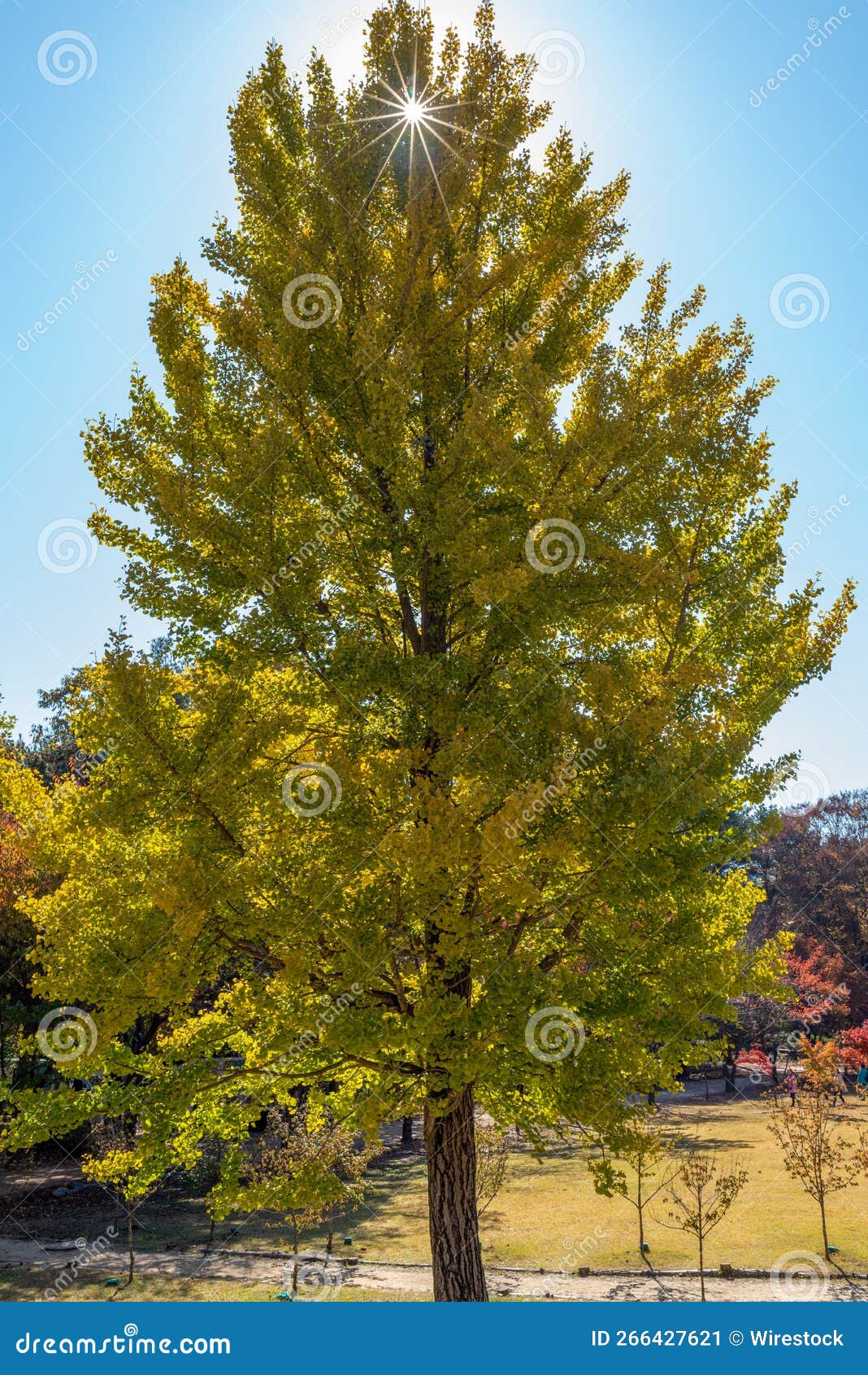 Image of a Single Tree with Green Leaves during the Fall Season. Stock ...
