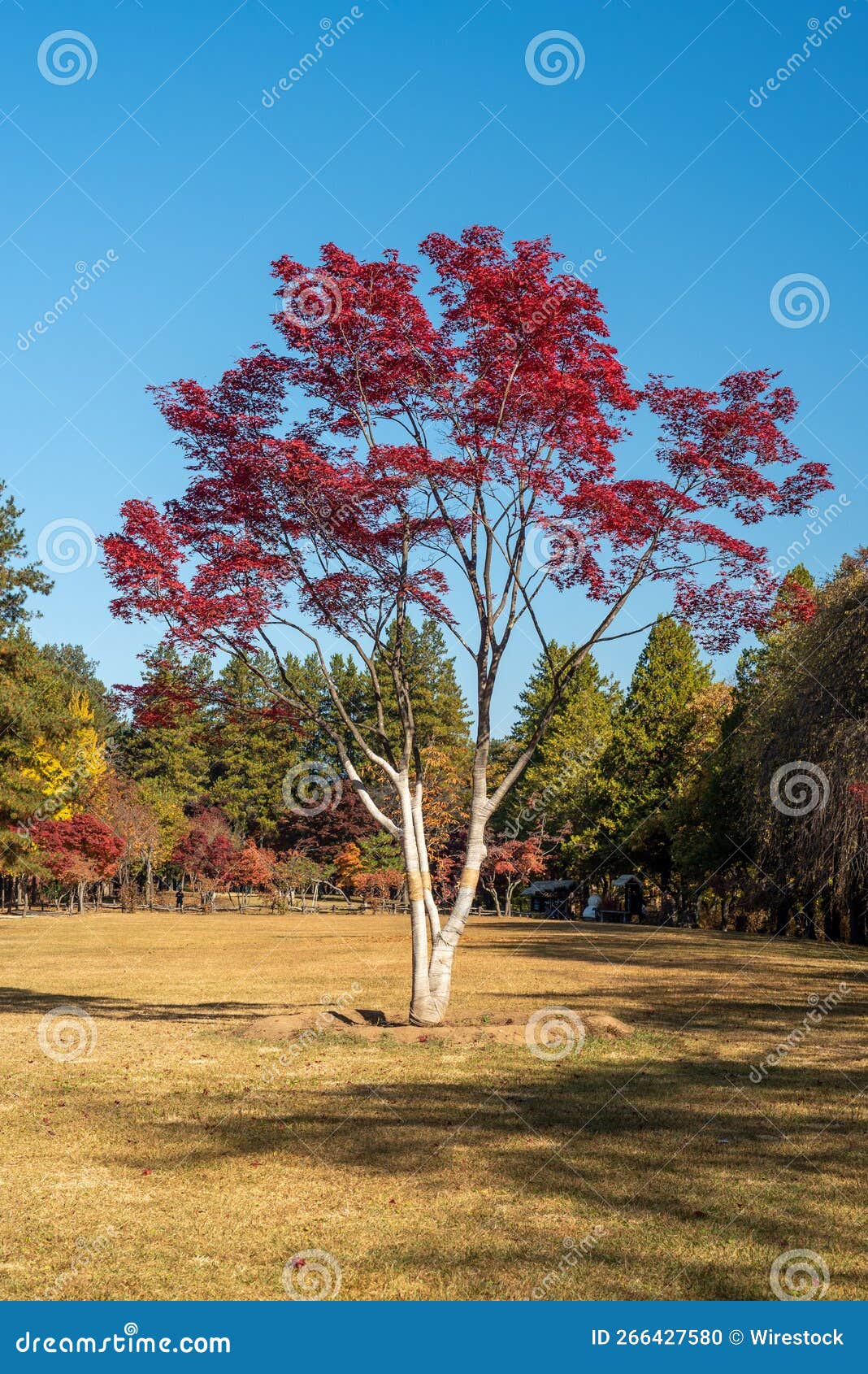 Image of a Single Tree with Red Leaves and a Forest in the Background ...