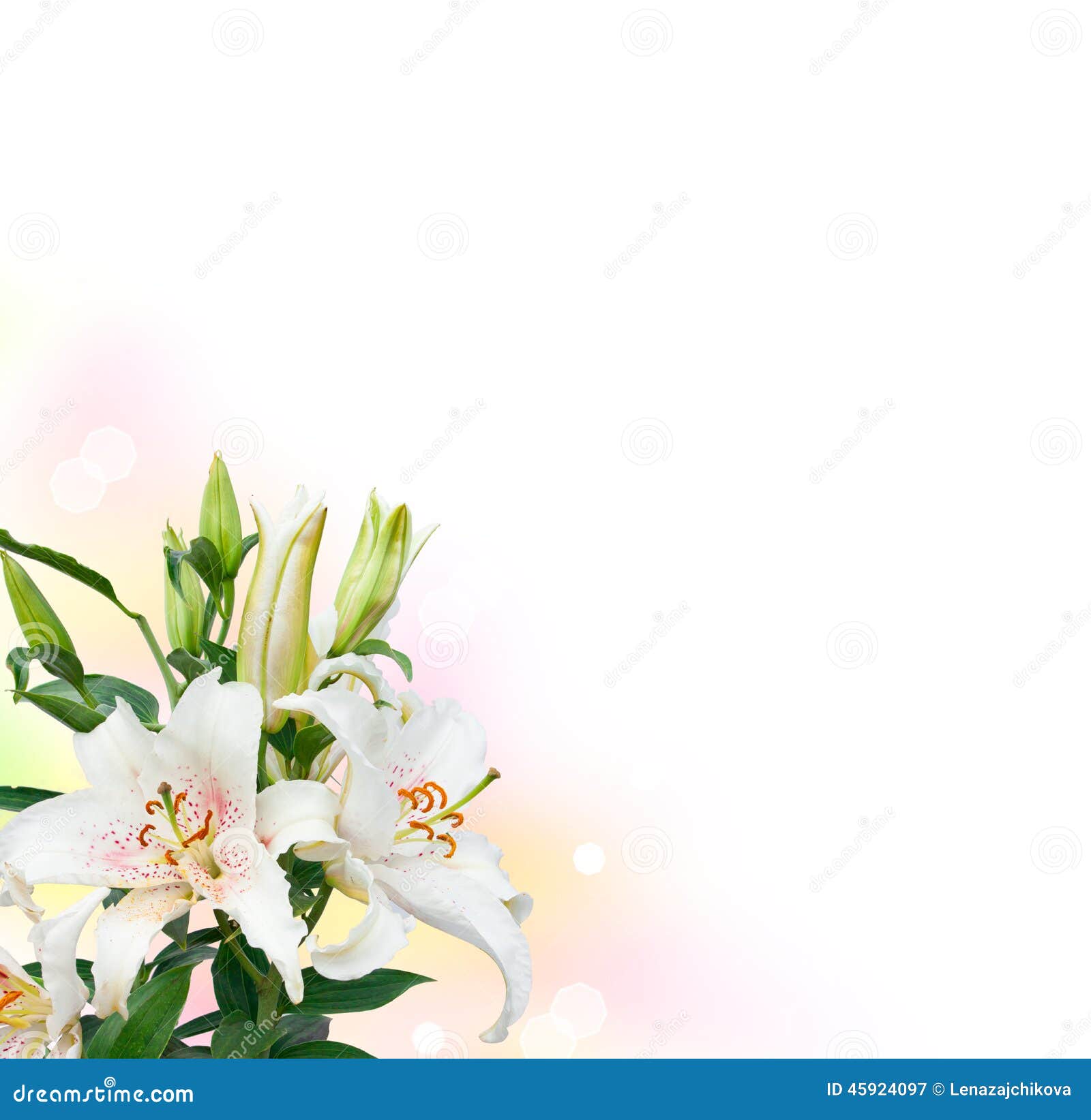 Image of the Single White Lily Stock Image - Image of corner, lilly ...