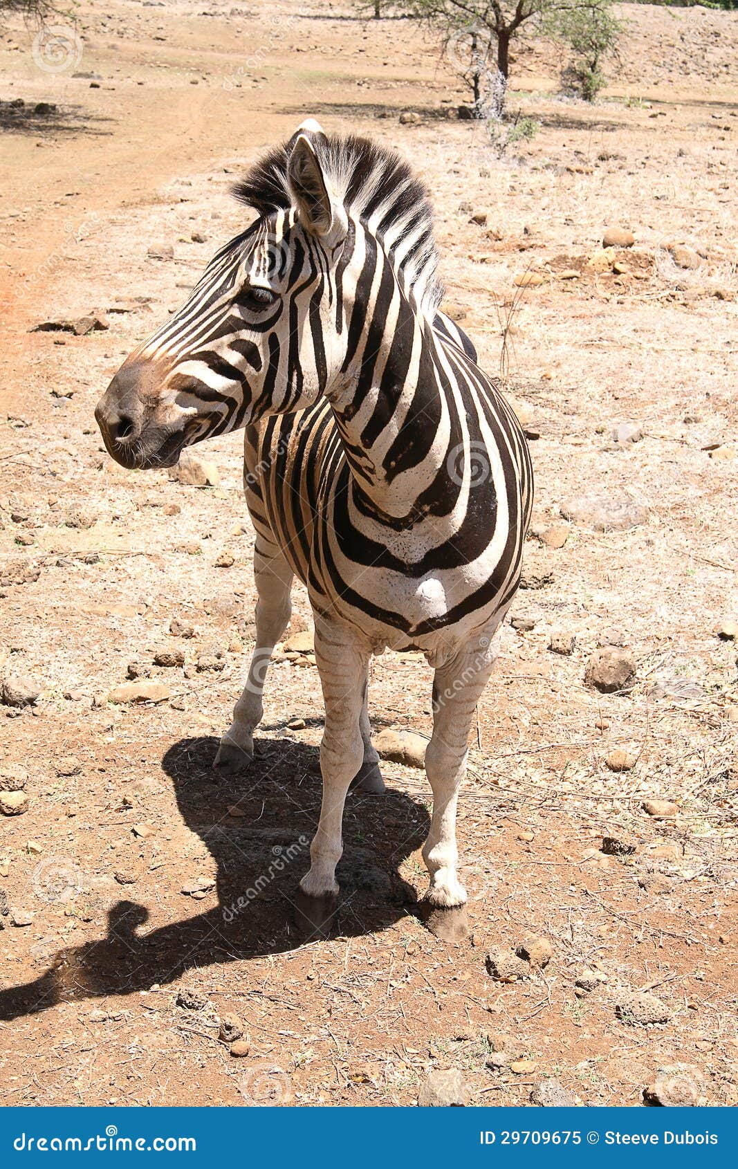 Solitary zebra in the sun stock image. Image of alone - 29709675