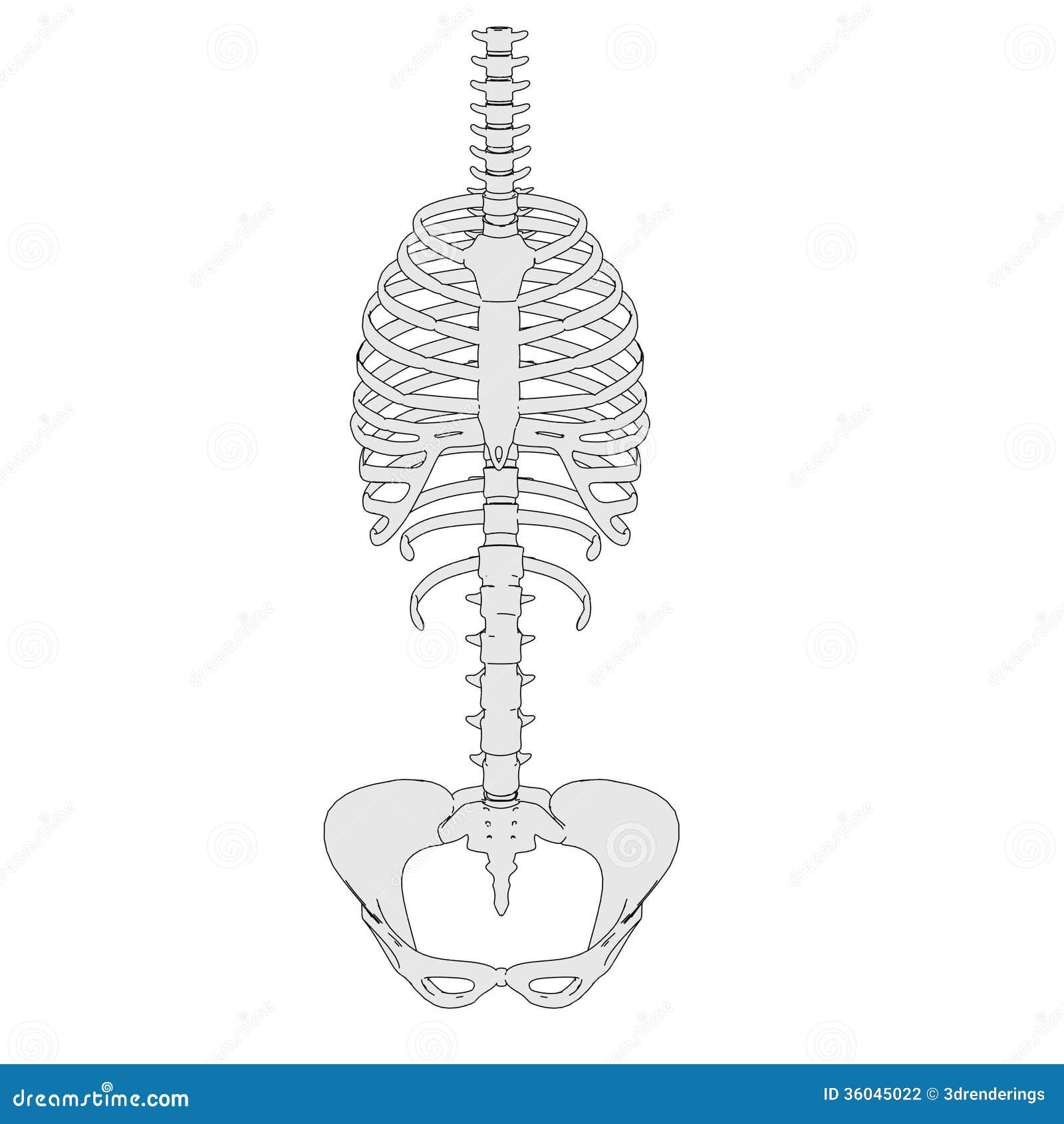 Image of skeleton torso stock illustration. Illustration of cartoon ...