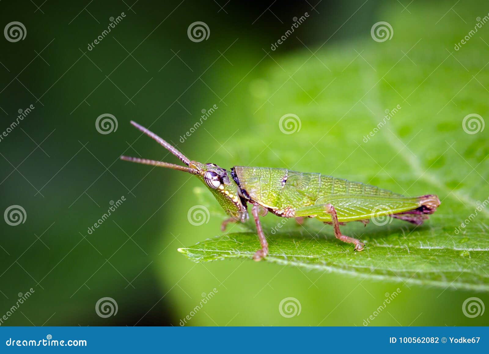 Image of Slant-faced or Gaudy Grasshopper on Nature Background. Stock ... Image of Slant-faced or Gaudy Grasshopper on Nature Background. Stock ...