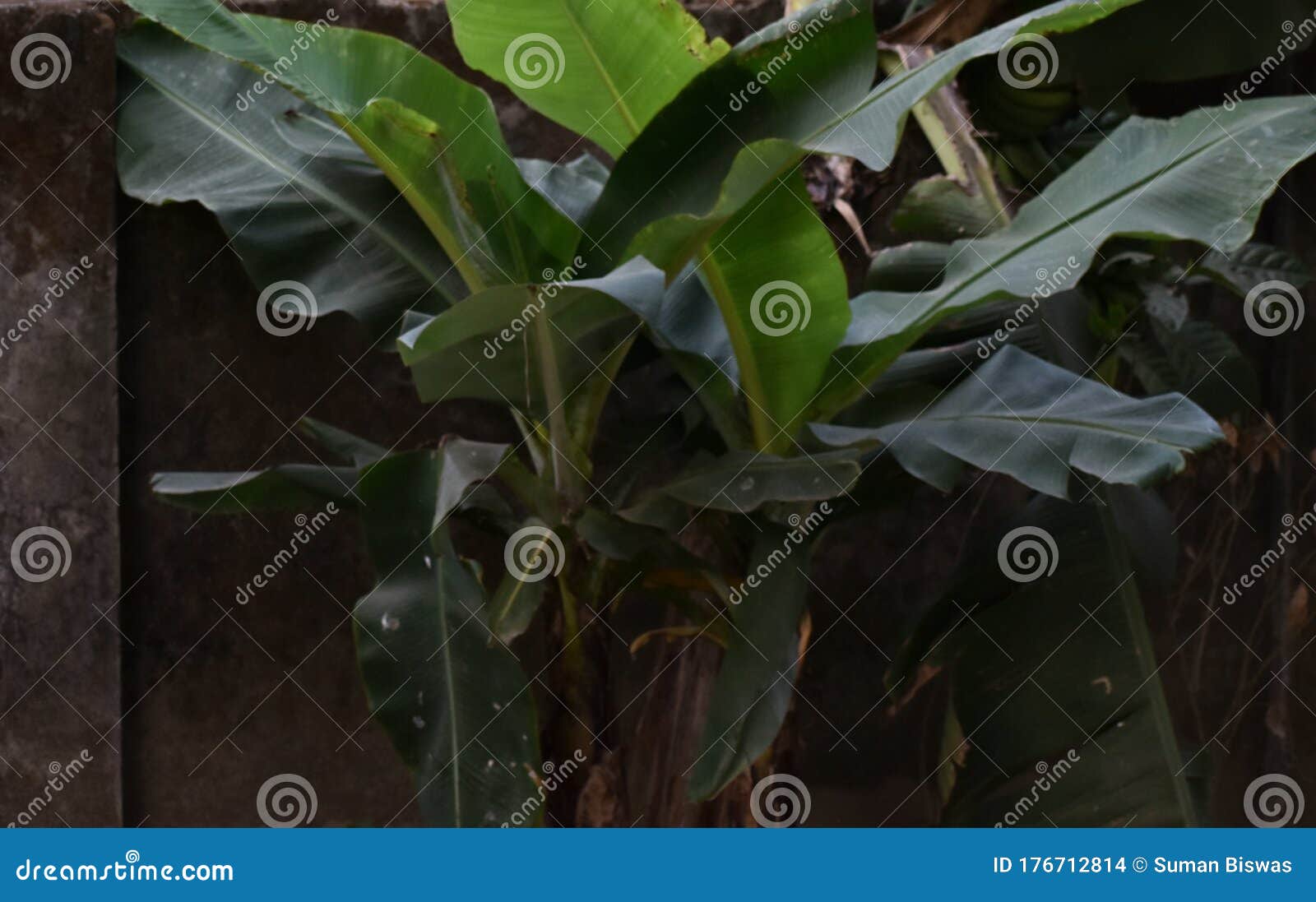This is an Image of Small Banana Tree in India . Stock Photo - Image of ...