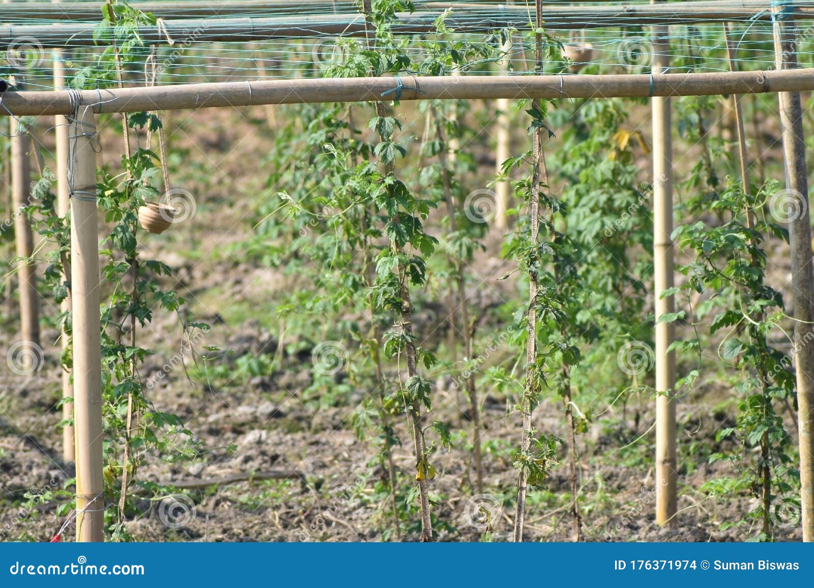 This is an Image of Small Bitter Gourd Farming in India Stock Photo ...