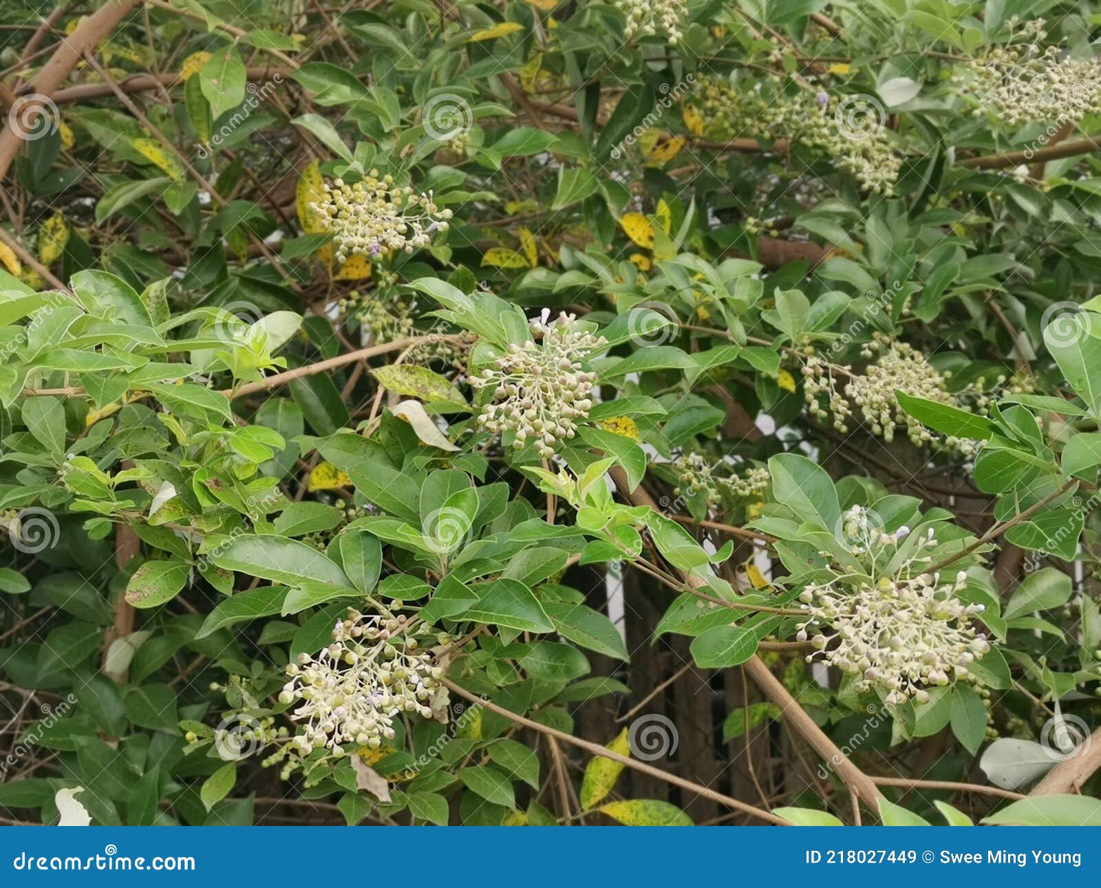 The Small Chinese Chaste Growing Tree. Stock Image - Image of five ...