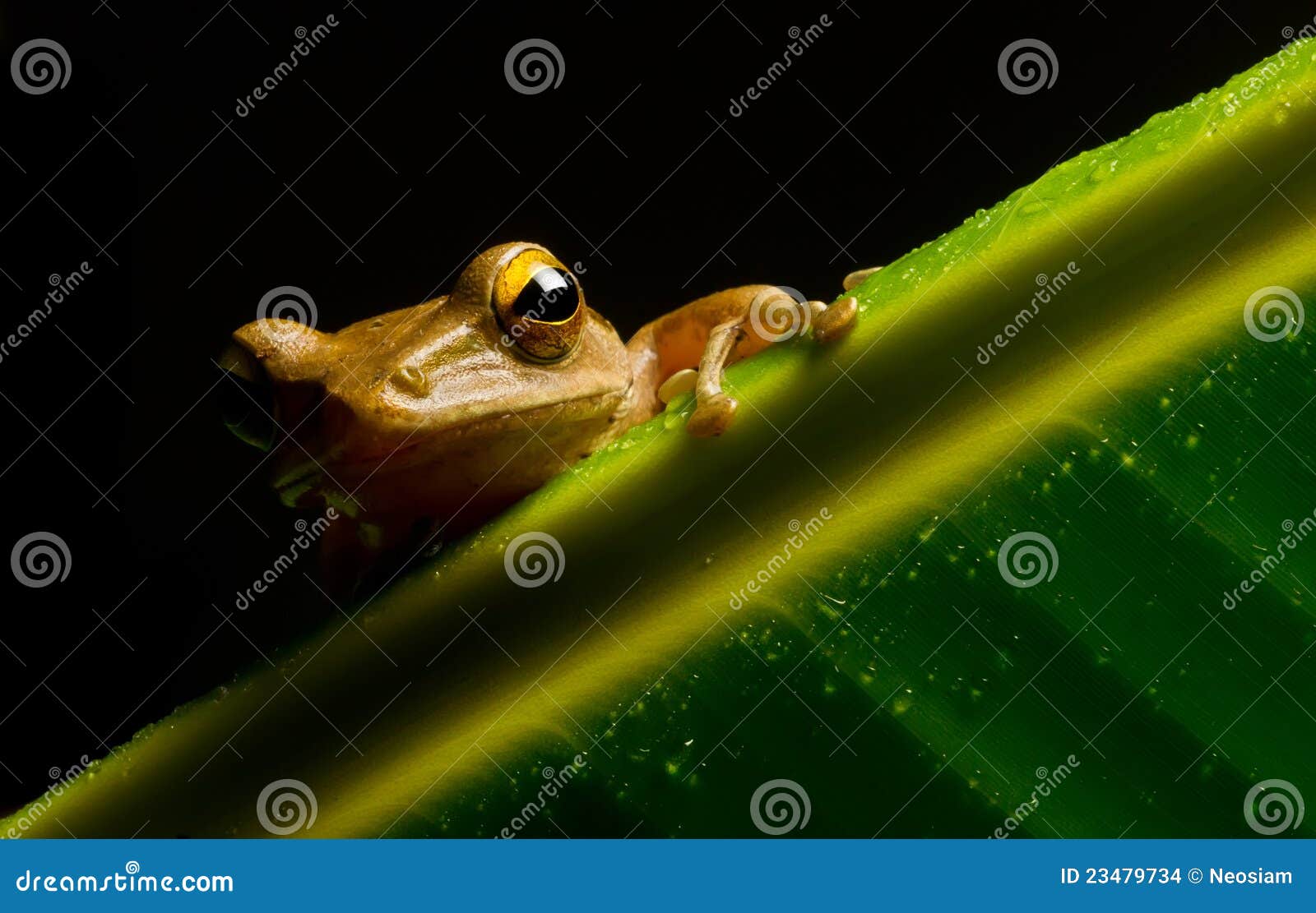 Image of small frog stock photo. Image of animal, curiosity - 23479734