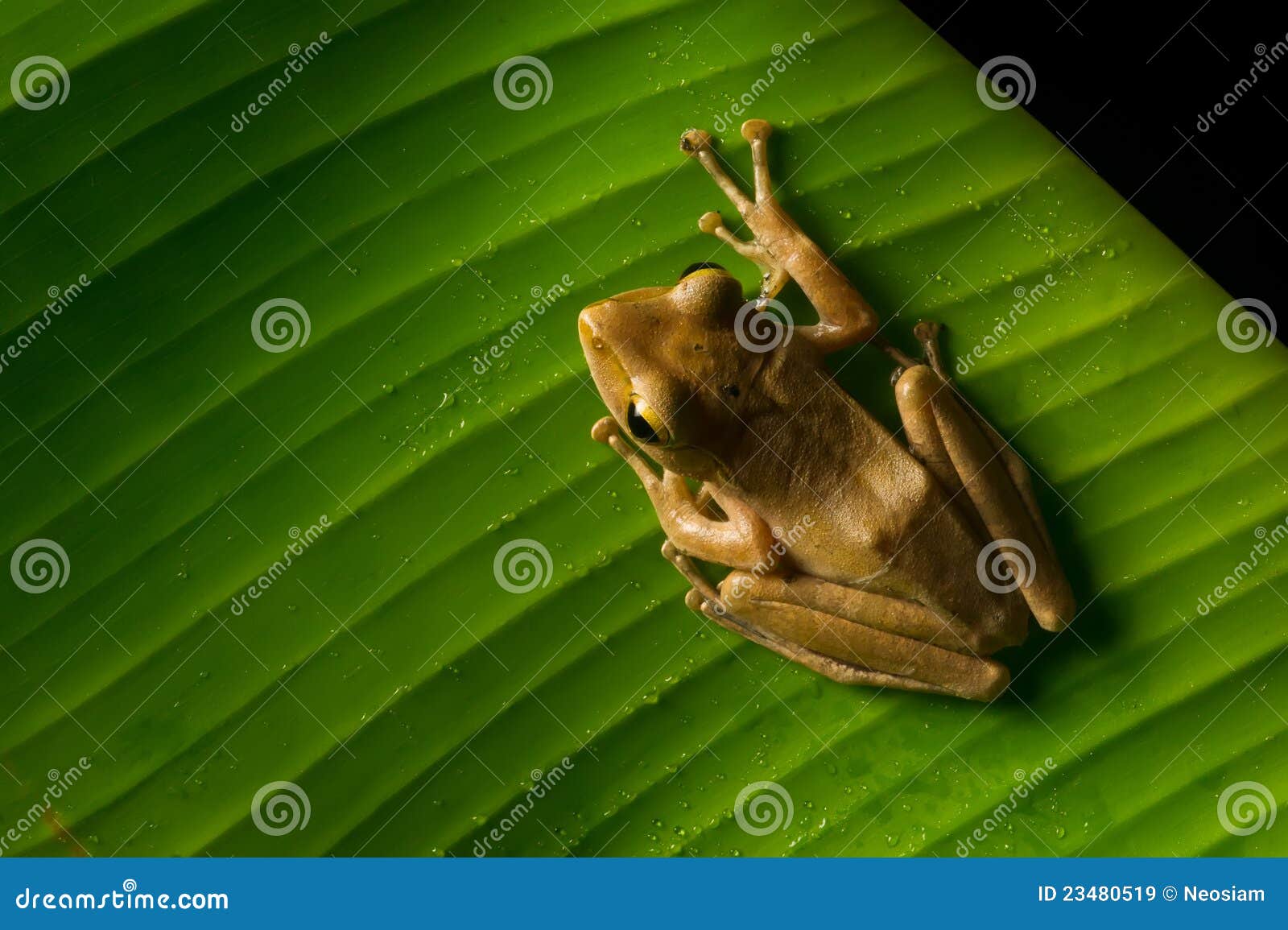 Image of small frog stock image. Image of forest, copyspace - 23480519