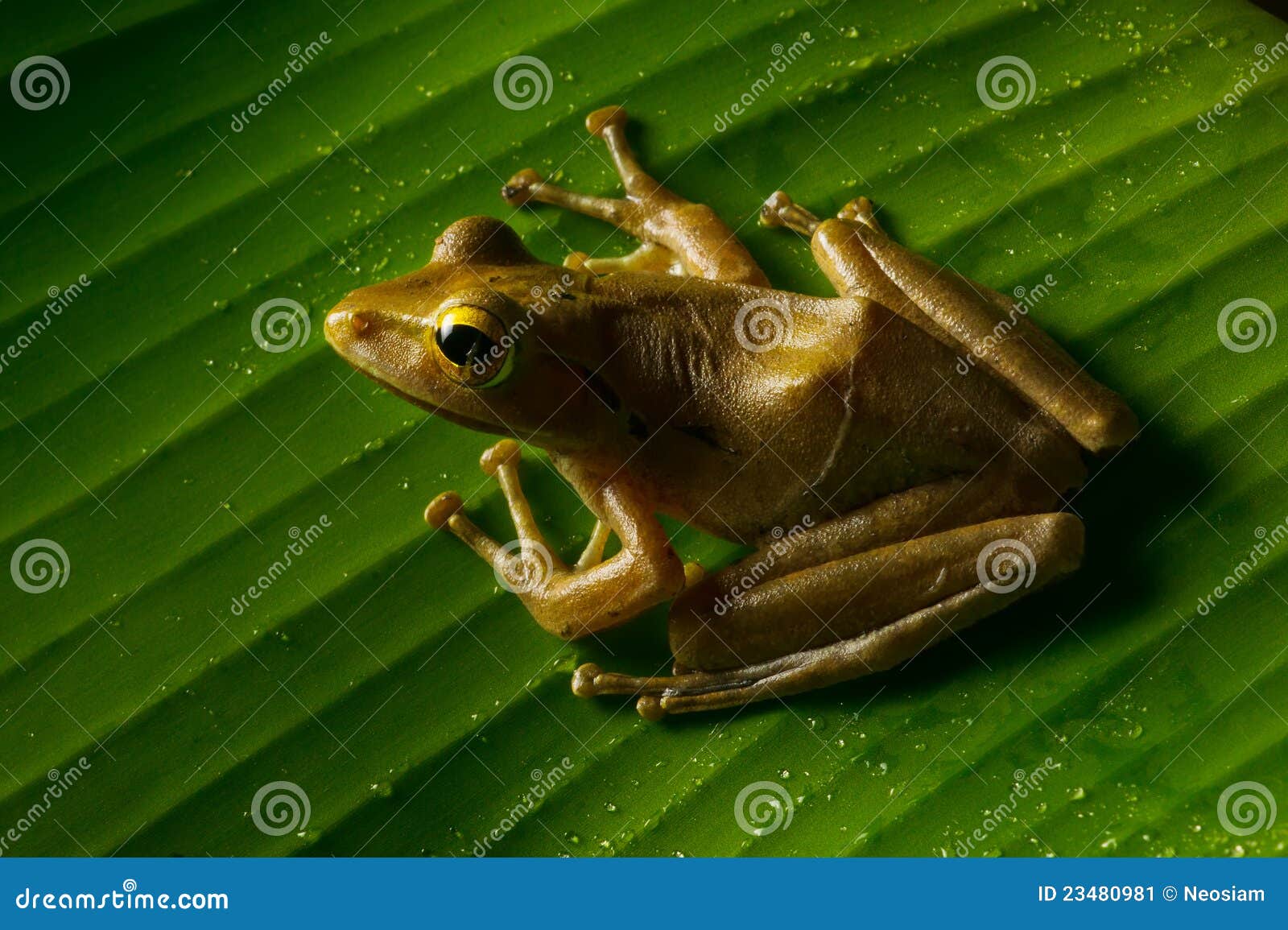 Image of small frog stock image. Image of environment - 23480981