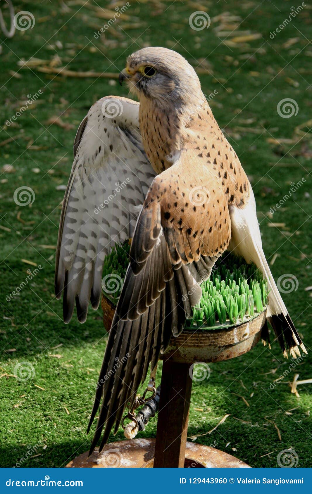 Image of the Small Hawk of `gheppio` Breed Stock Photo - Image of wings ...