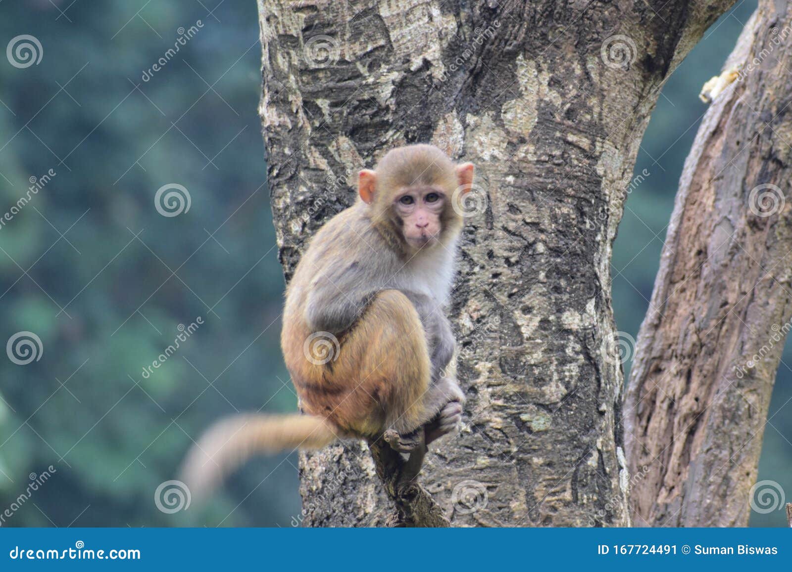 This is an Image of a Small Monkey on the Tree Stock Image - Image of ...