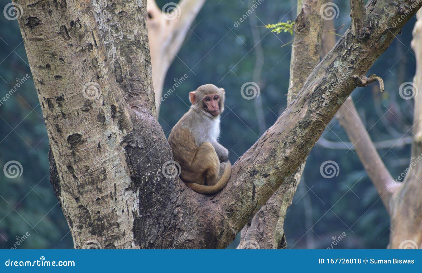 This is an Image a Small Monkey on the Tree Stock Photo - Image of ...