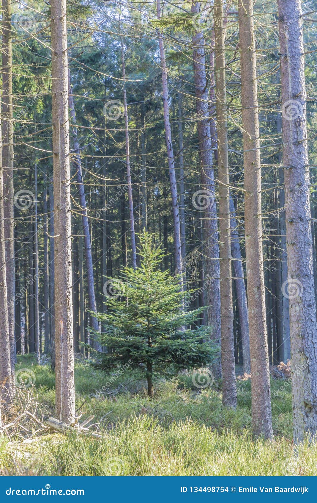 Image of a Small Pine among the Long Trunks of the Trees Stock Photo ...