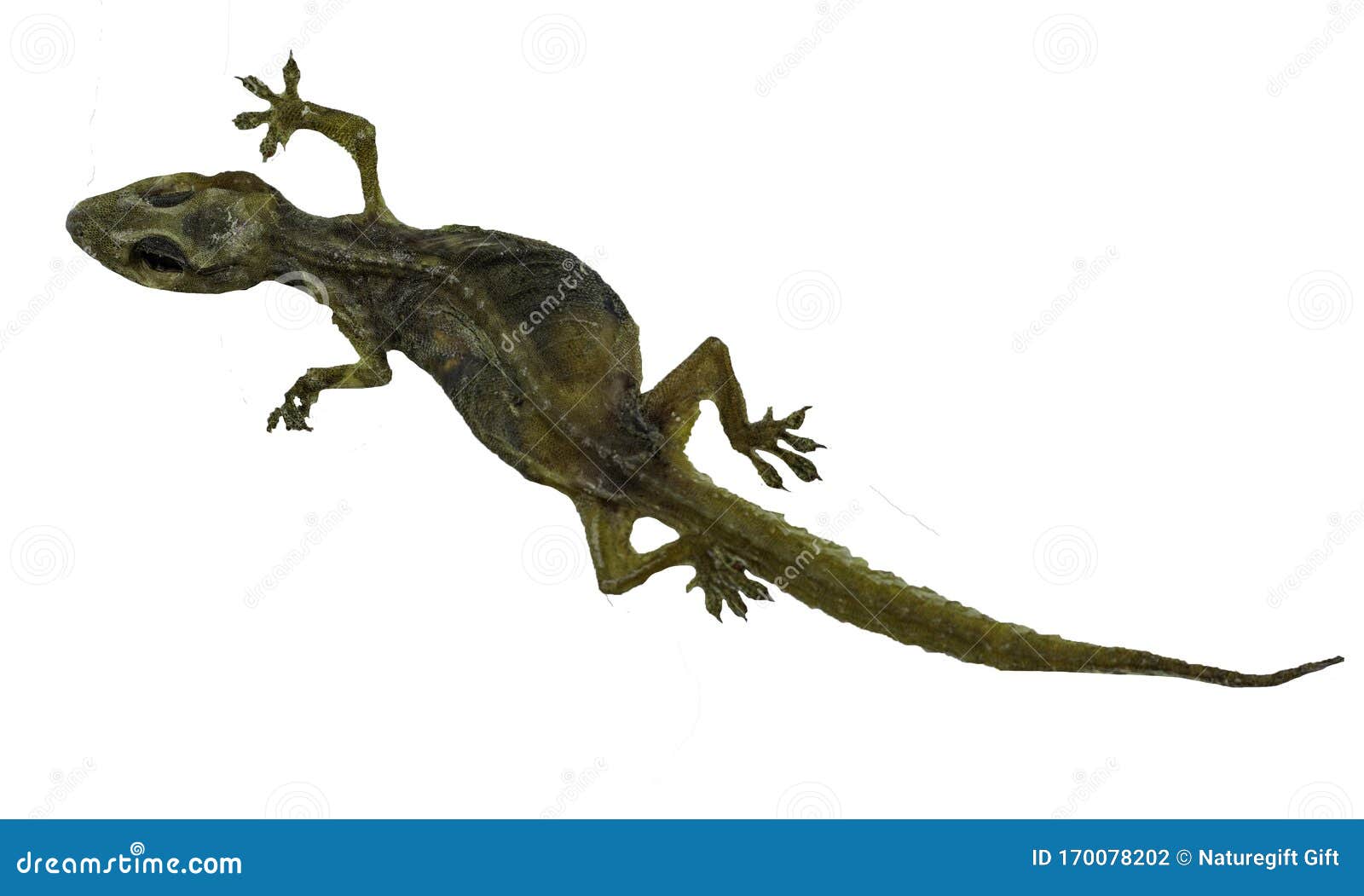 The Image of a Small Reptile Called a Lizard Which is Dead for a Long ...