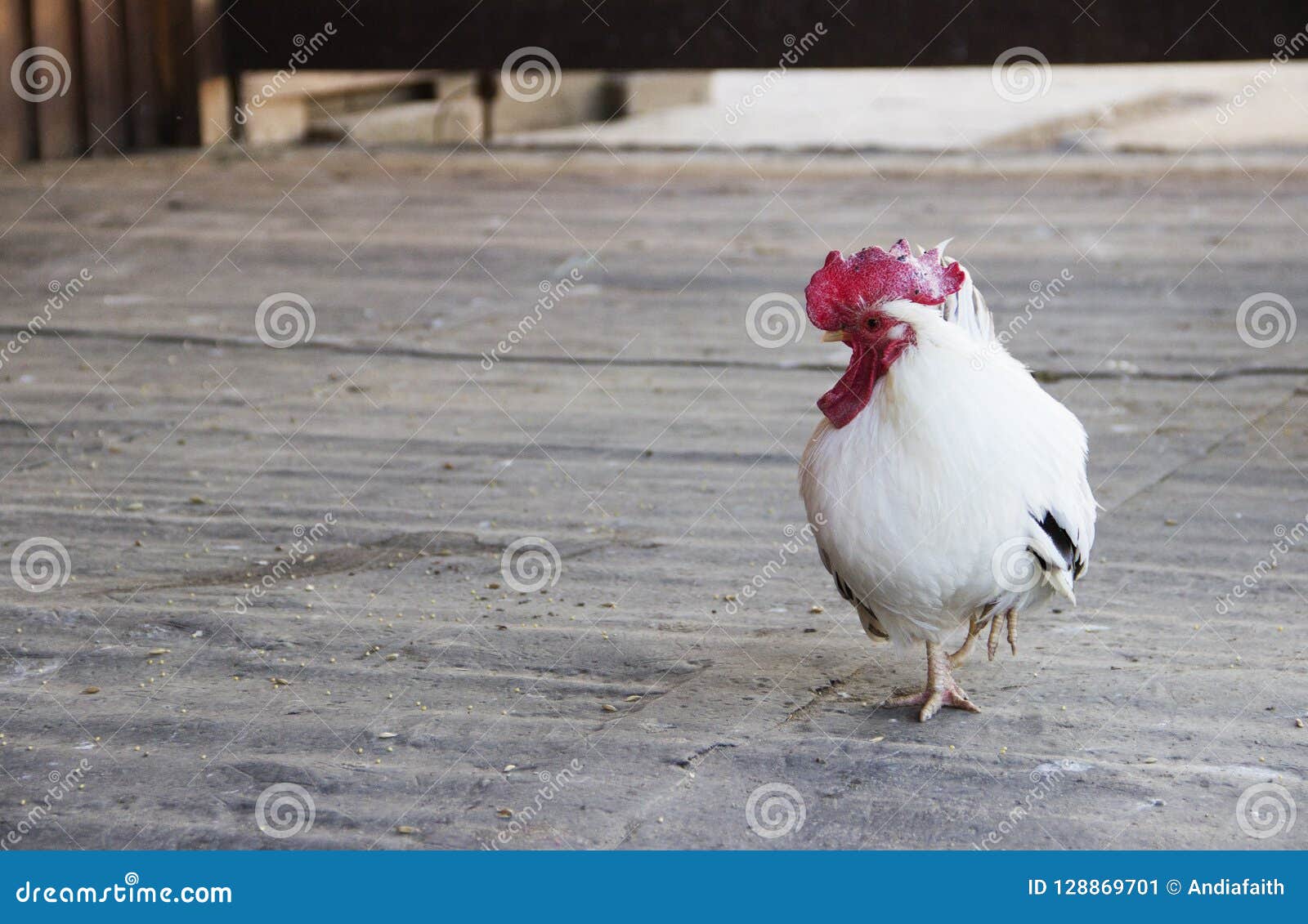 Image of Small Rooster Stands on One Foot Stock Image - Image of ...
