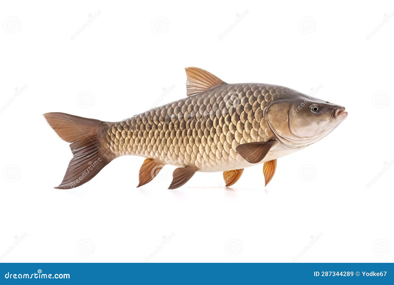 Image of Small Scale Mud Carp on a Clean Background. Fish. Illustration ...