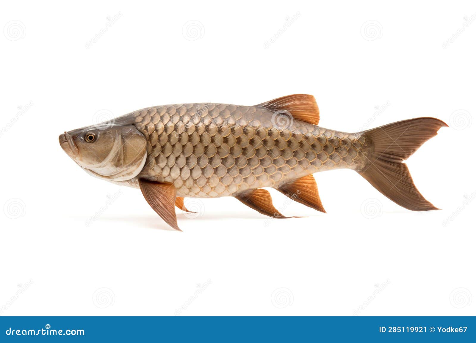 Image of Small Scale Mud Carp on a Clean Background. Fish. Illustration ...