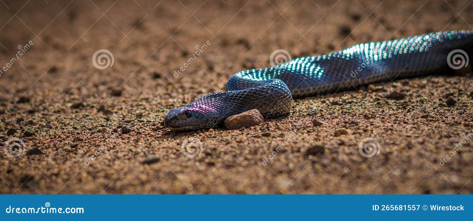Image of a Small-scaled Burrowing Asp Colorful Snake on the Ground ...