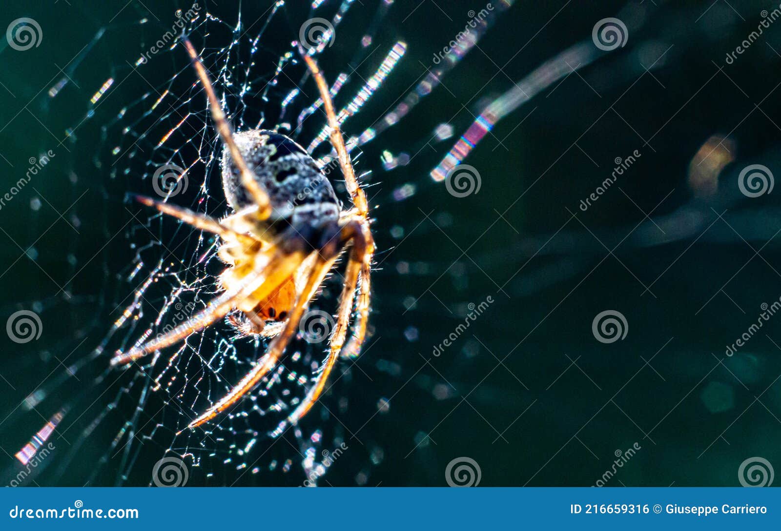 Image of a Small Spider Waiting on Its Cobweb. Stock Photo - Image of ...