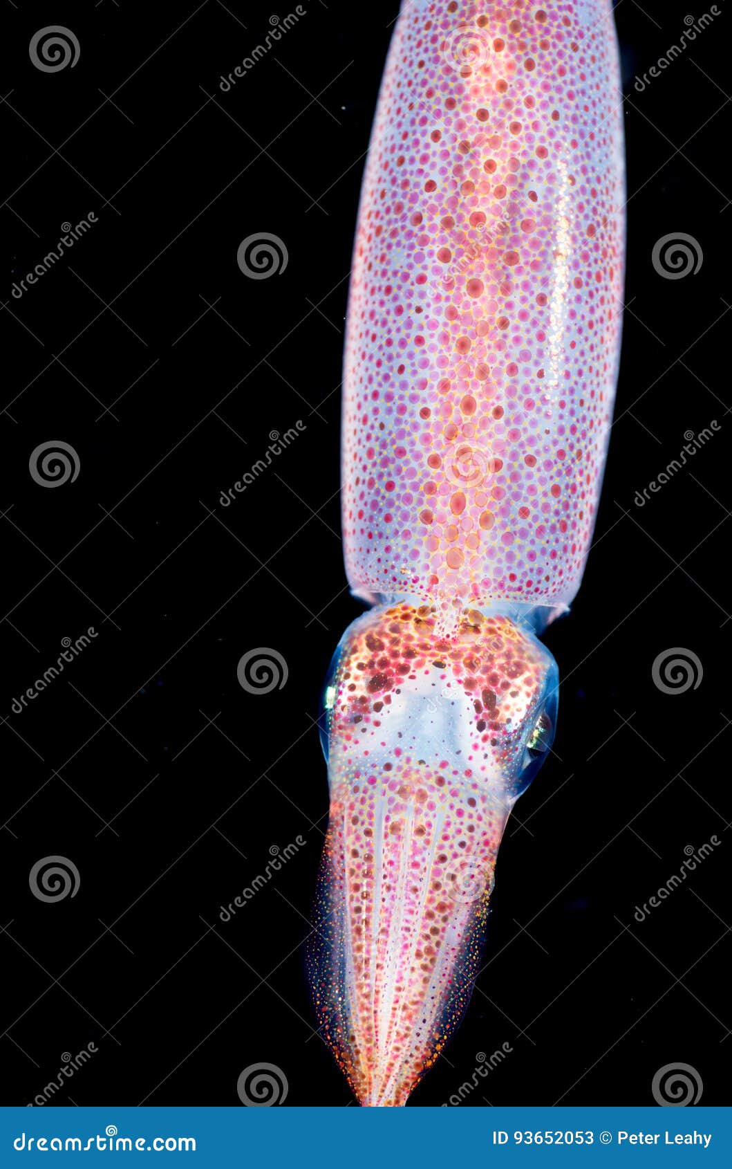 Image of Small Squid Taken at Night. Stock Image - Image of ...