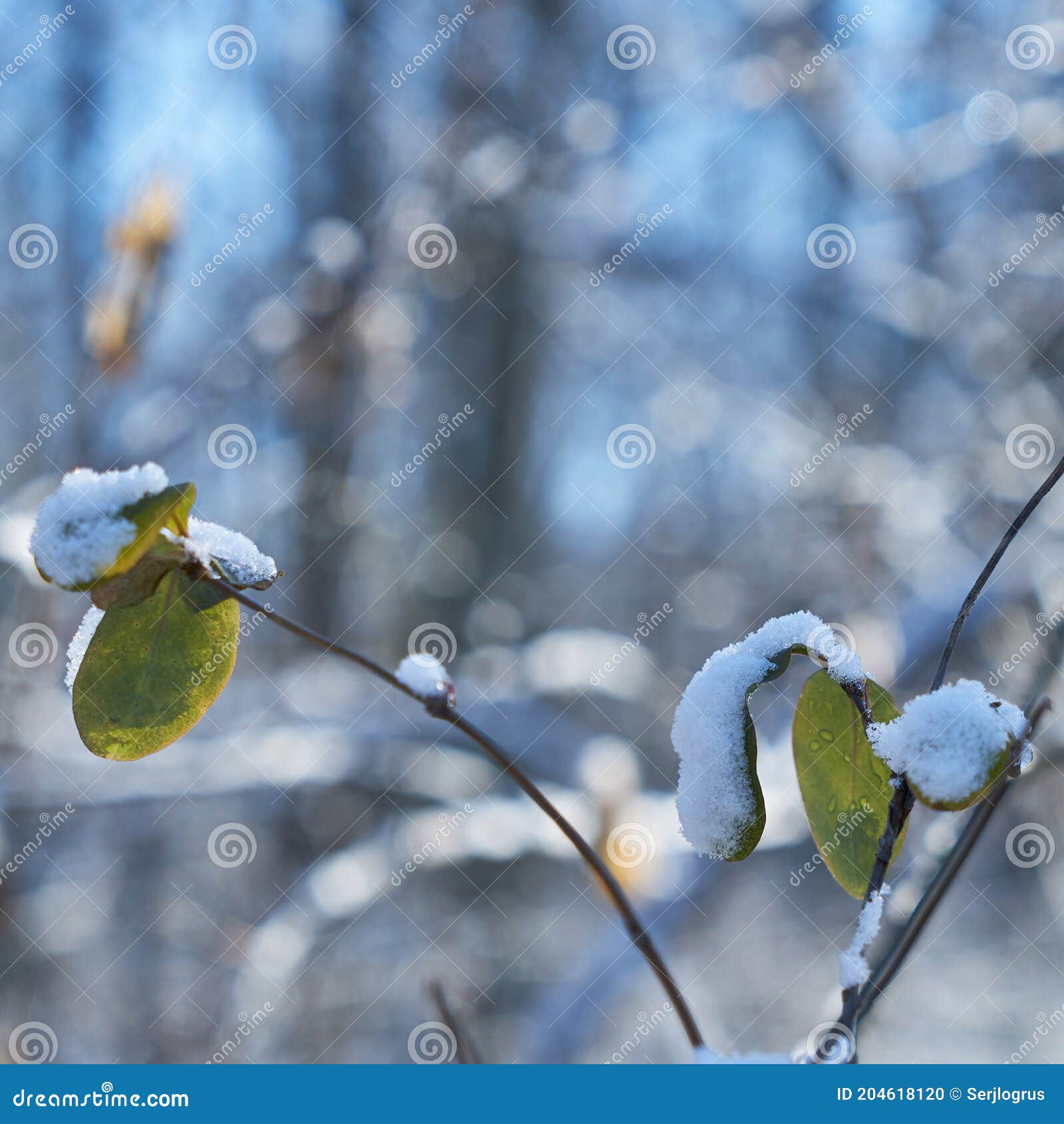Image of small twigs stock photo. Image of celebration - 204618120