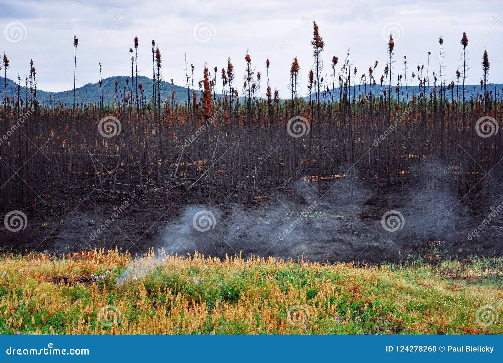 A Smoldering Forest Fire Still Smokes Near the Yukon. Editorial Image ...
