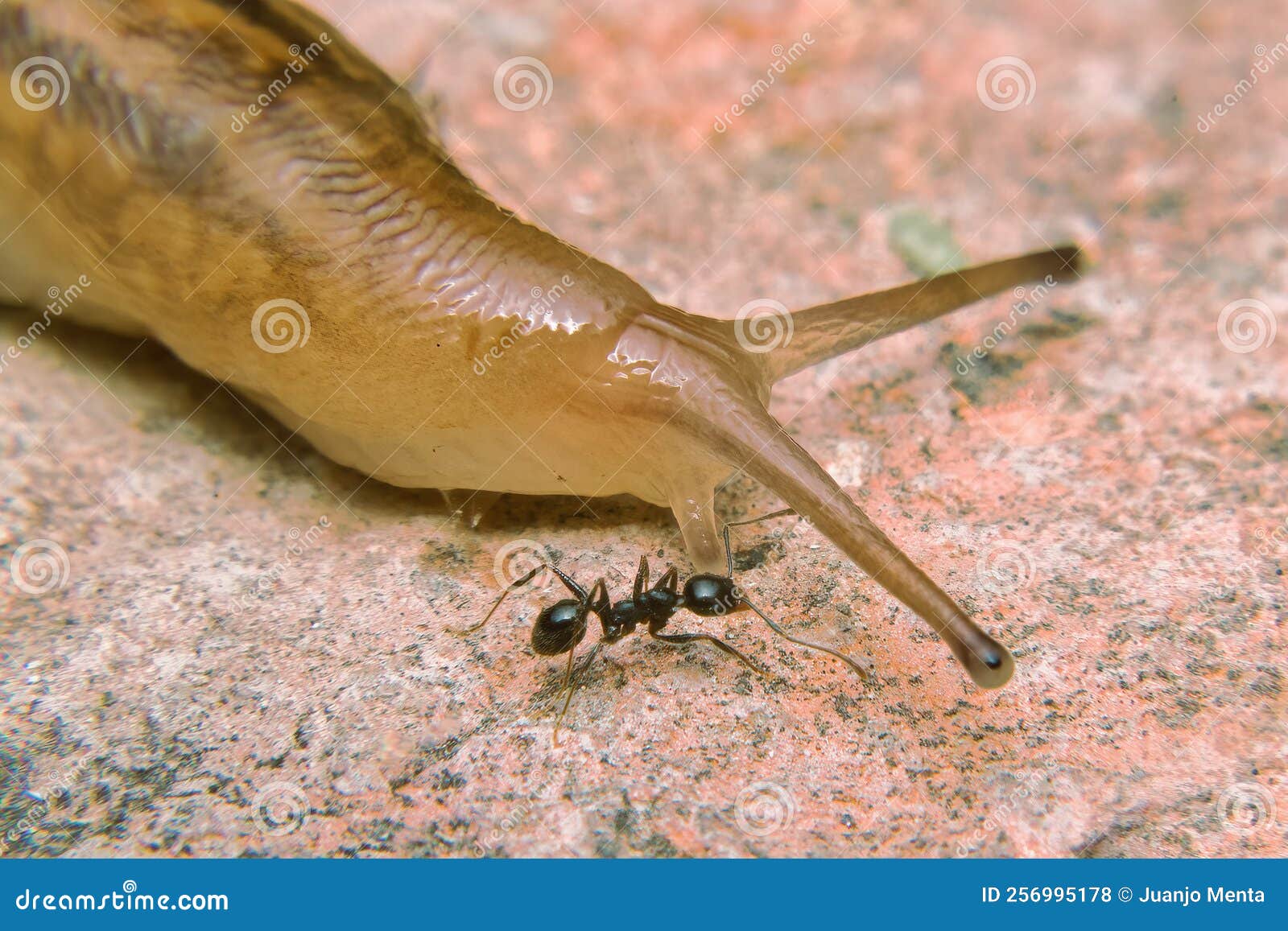 Image of Snail Walking Together with an Ant in the Garden Stock Photo ...