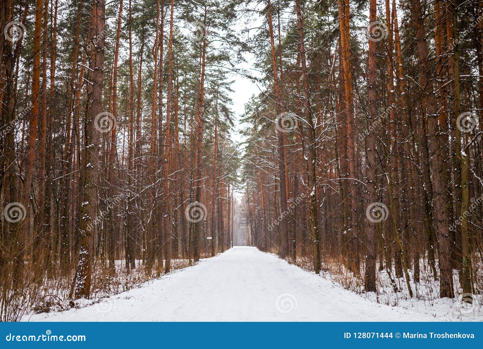 Image of Snow Trail and Trees in Forest Stock Photo - Image of cold ...