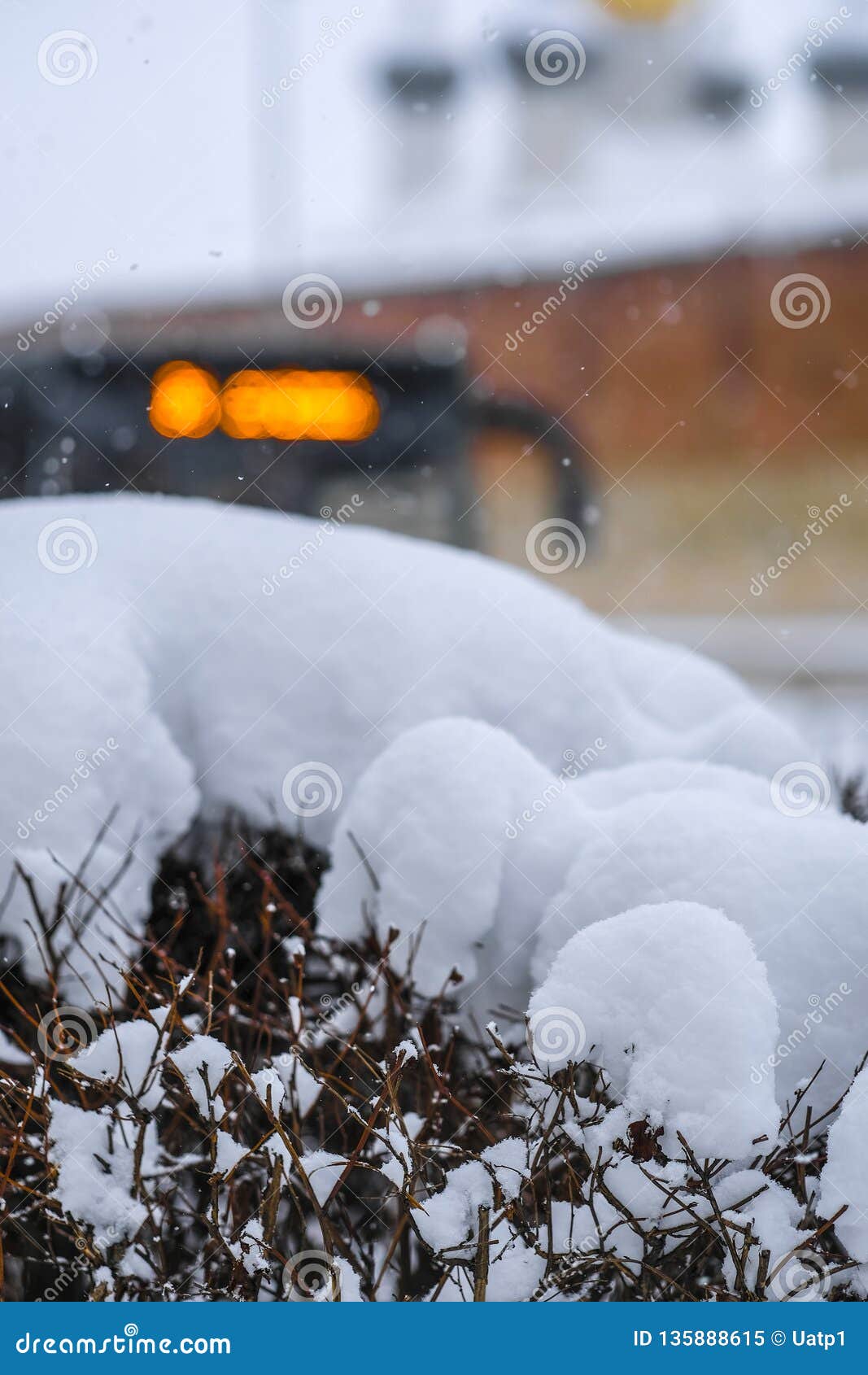 Image of Snowdrift on the Bush Stock Image - Image of snowdrift ...