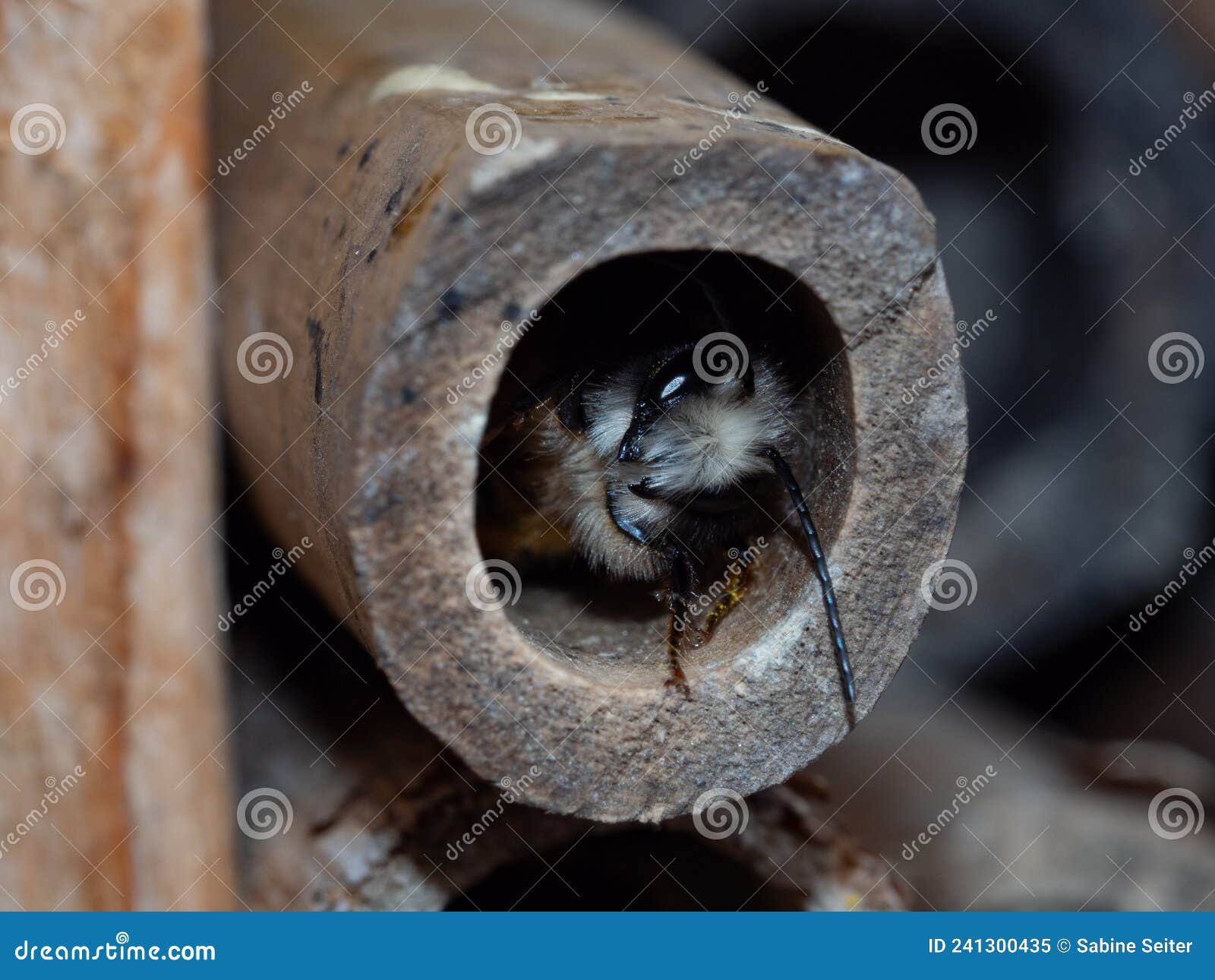 Mason Bees at an Insect Hotel in Spring Stock Image - Image of mating ...