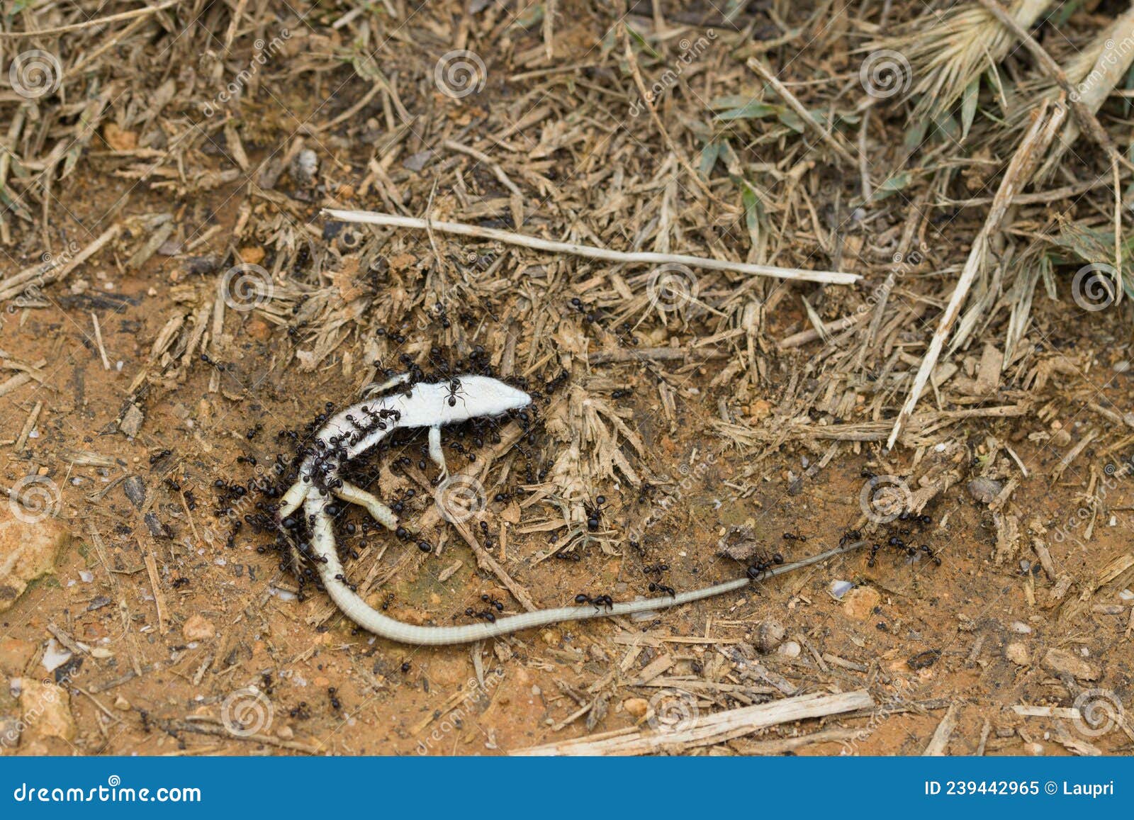 Closeup of a Dead Lizard Surrounded by Some Ants in Nature Stock Image ...